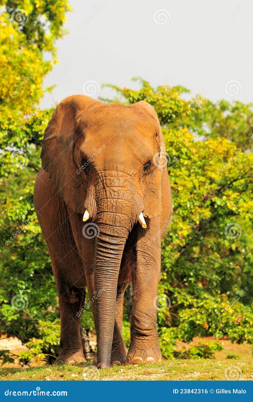 Frontal View of an Elephant (Vertical) Stock Photo - Image of face ...