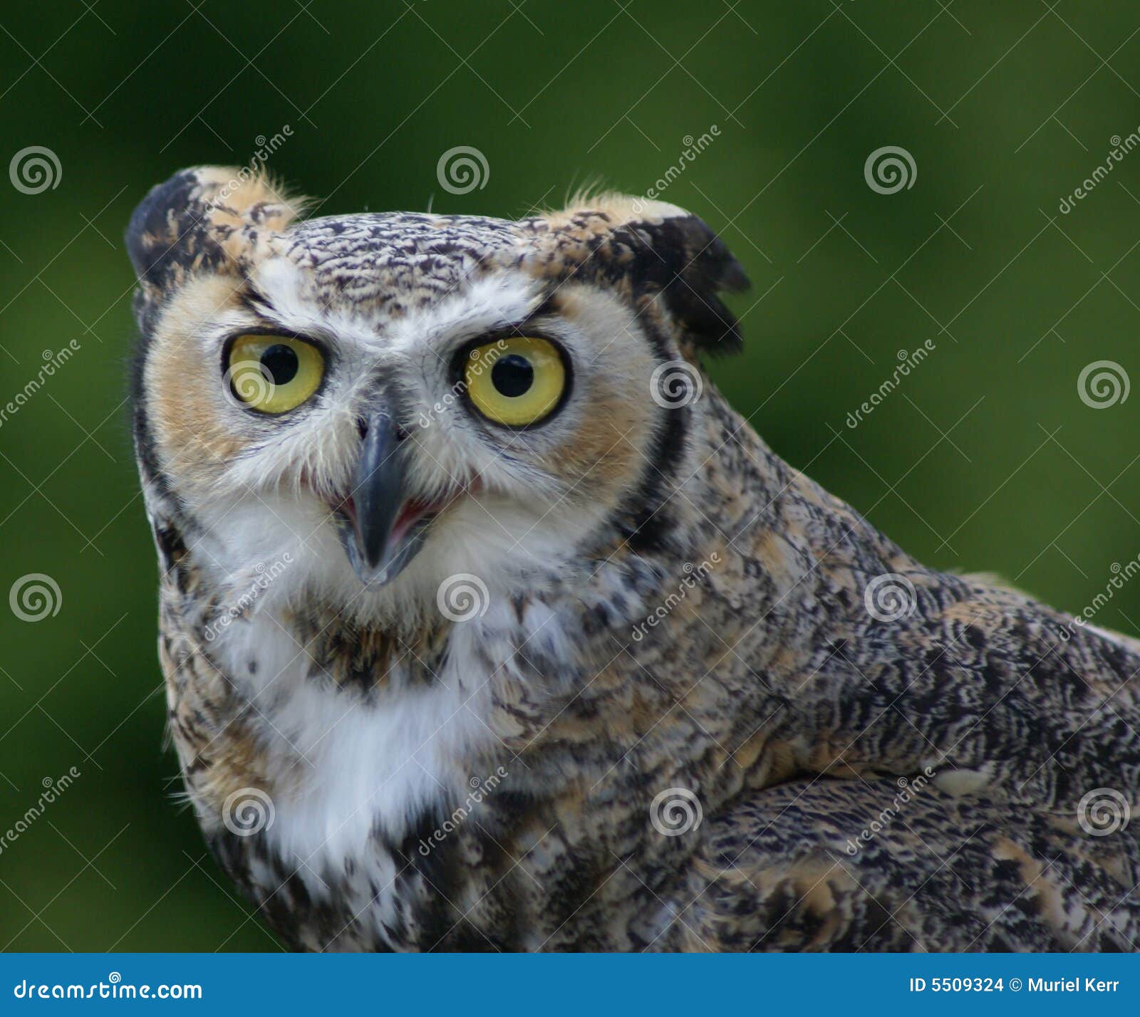 Frontal View of Great Horned Owl Stock Photo - Image of eyes, feathers ...