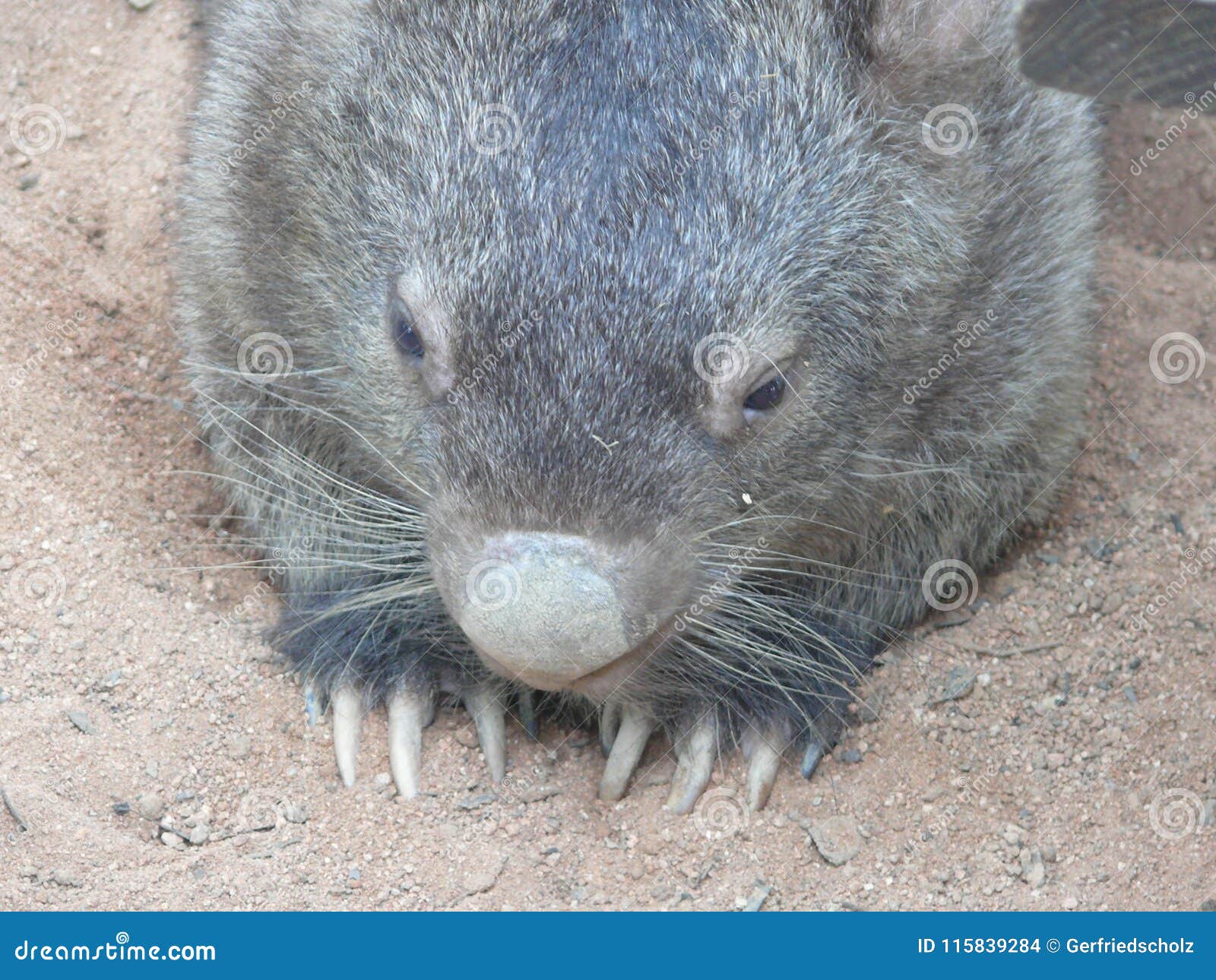 Frontal View of the Head of a Wombat. Stock Photo - Image of copy ...