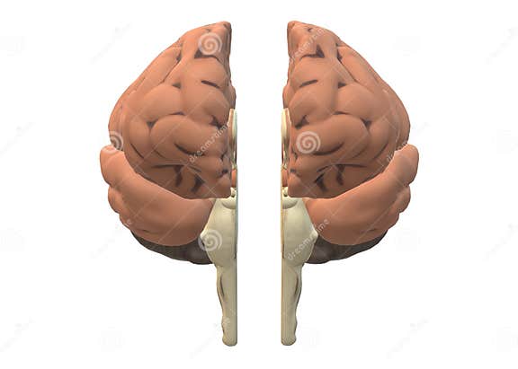 Frontal View of a Human Brain Dissected Split into Two Equal Halves ...