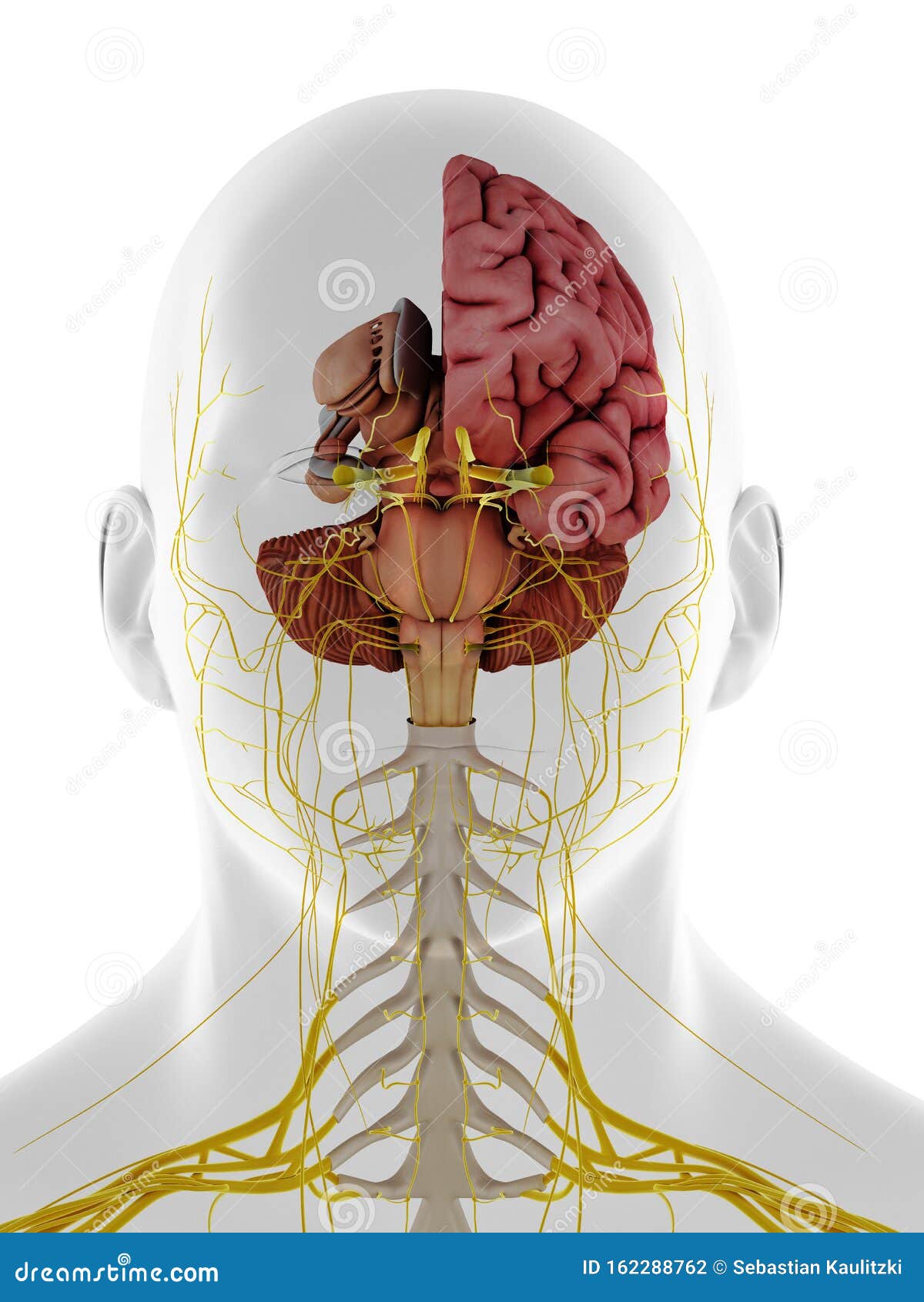 A Frontal View of the Internal Brain Anatomy Stock Illustration ...
