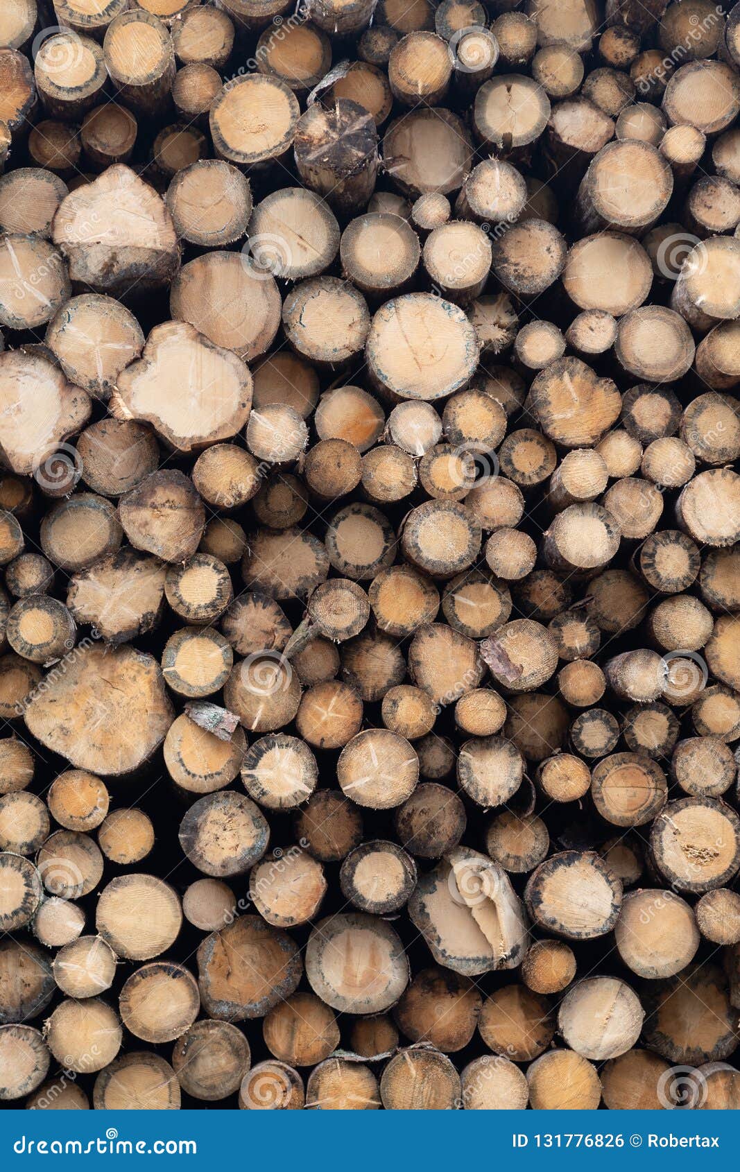 Frontal View of Large Pile of Spruce Tree Trunks Stock Photo - Image of ...