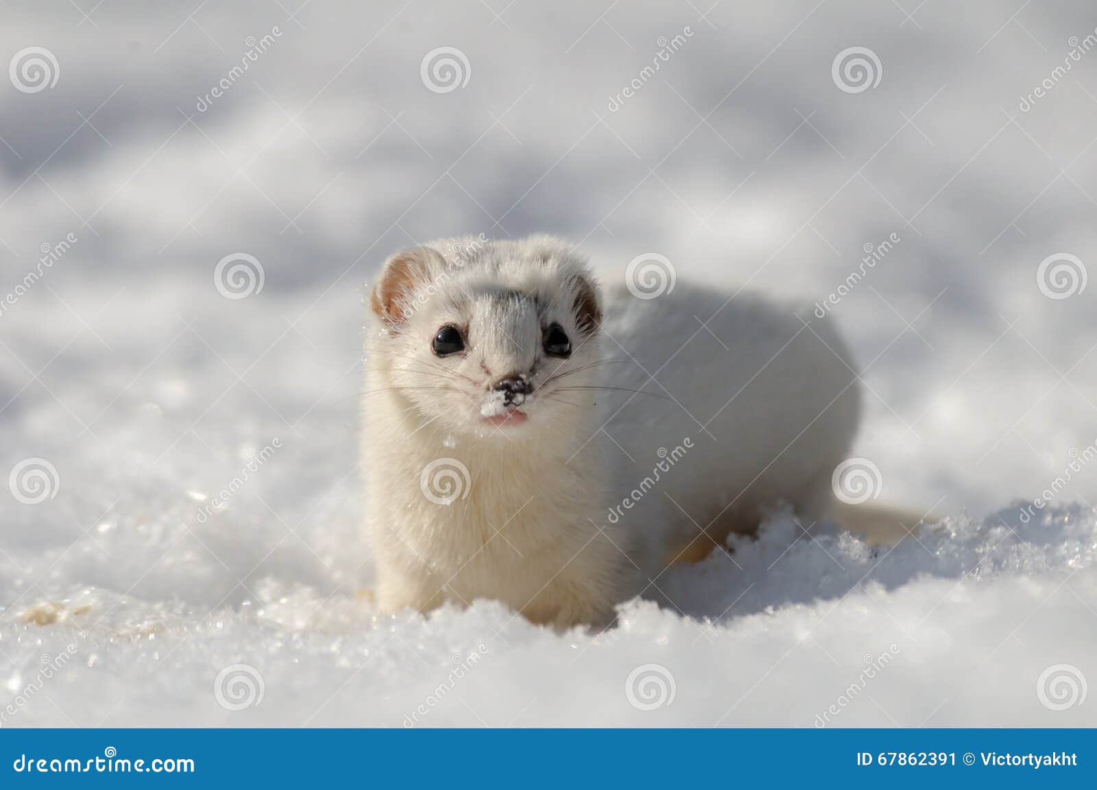 Frontal View of Least Weasel in Snow Stock Image - Image of spring ...