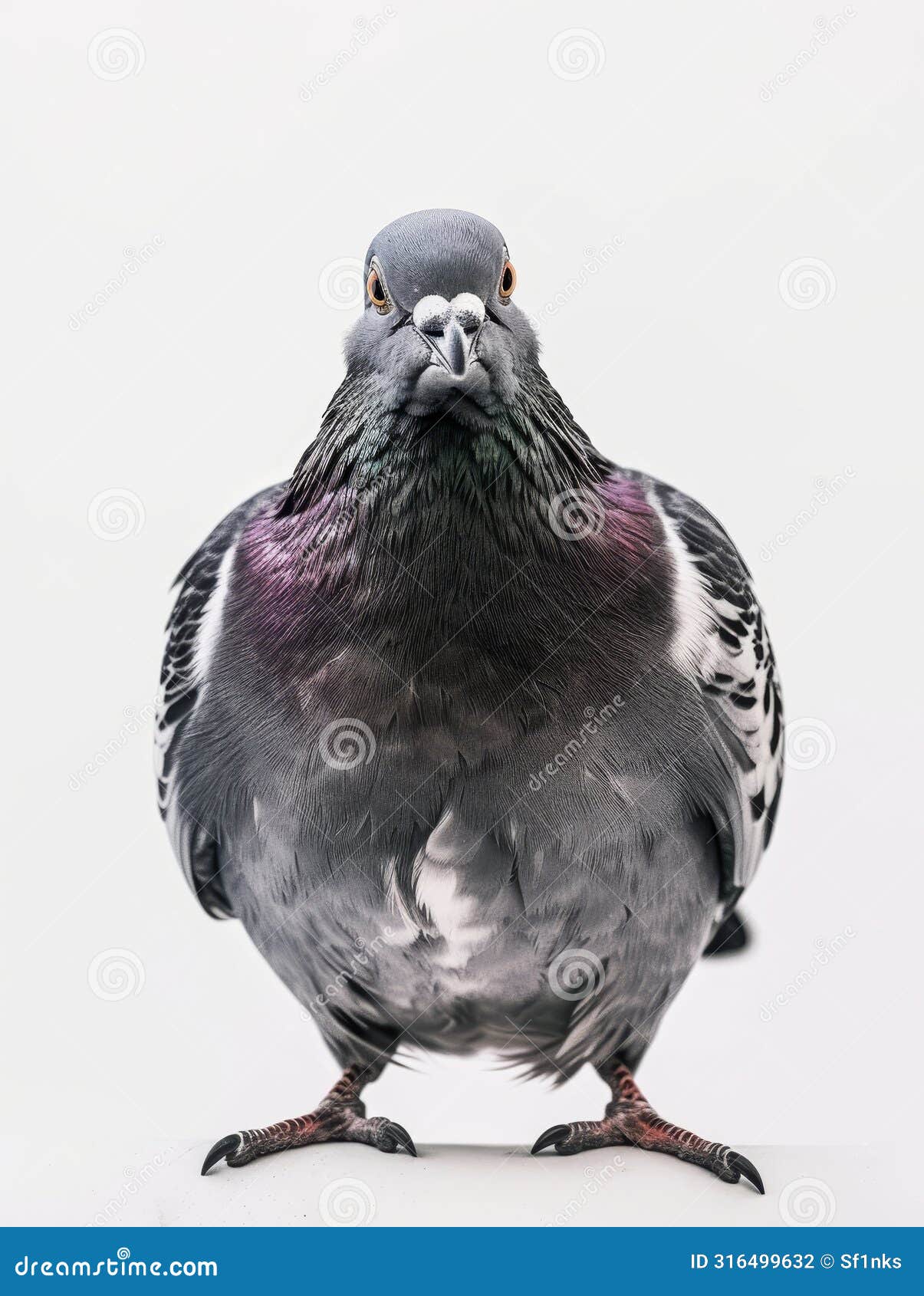 Frontal View of a Pigeon Looking Directly at the Camera with a Detailed ...