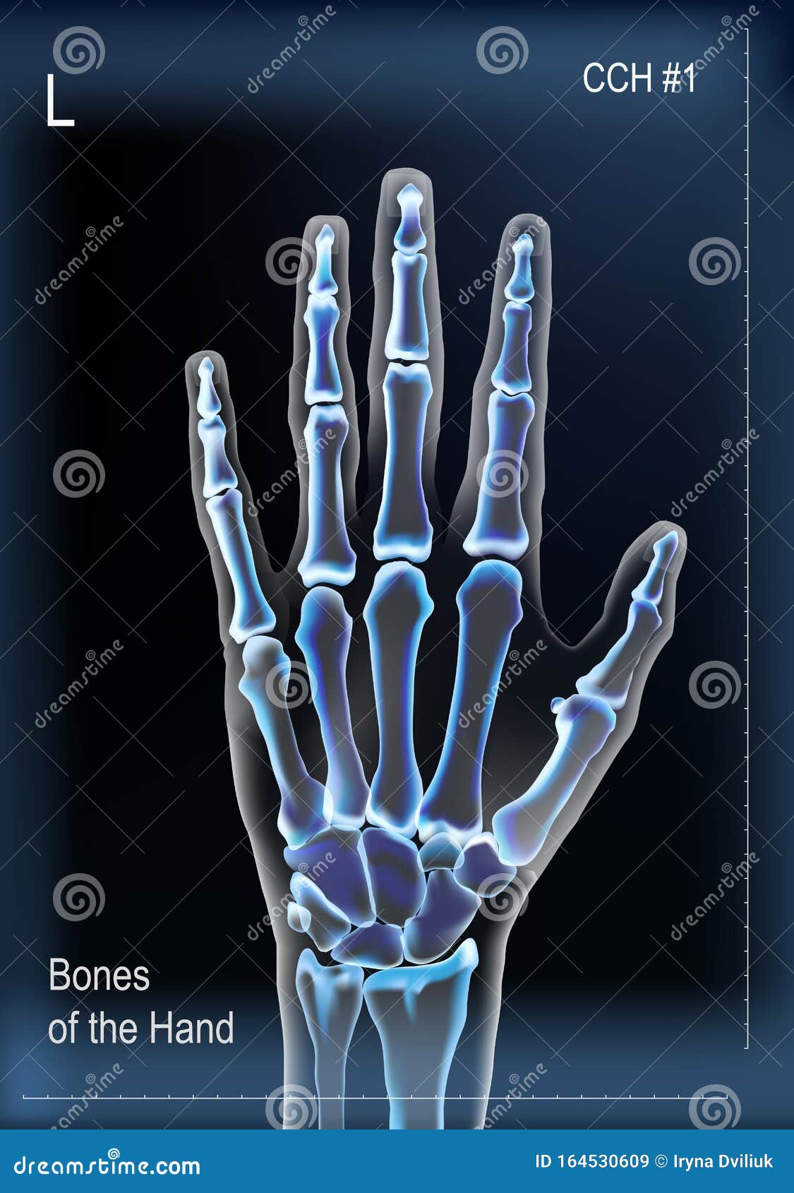 Anatomy Of The Left Hand