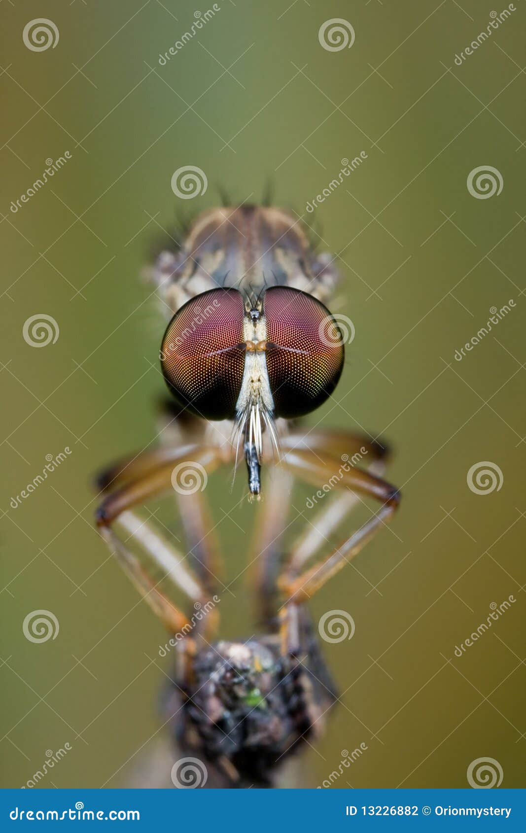 Frontal View of a Robber Fly Stock Photo - Image of park, perch: 13226882