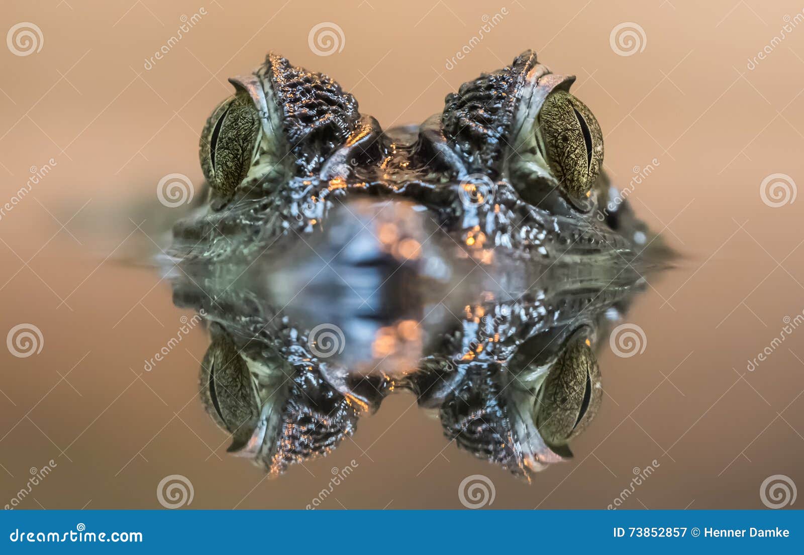 Top View Of Caiman In Water. Stock Photography | CartoonDealer.com ...