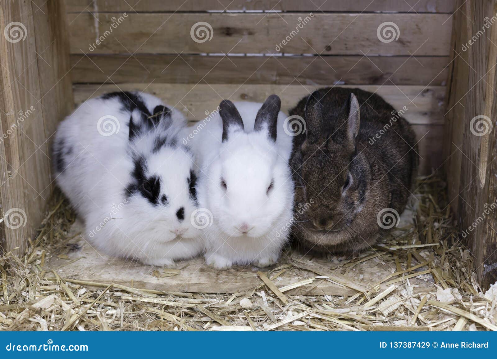 Frontal View of Three Cute Different Coloured Rabbits Huddling Together ...