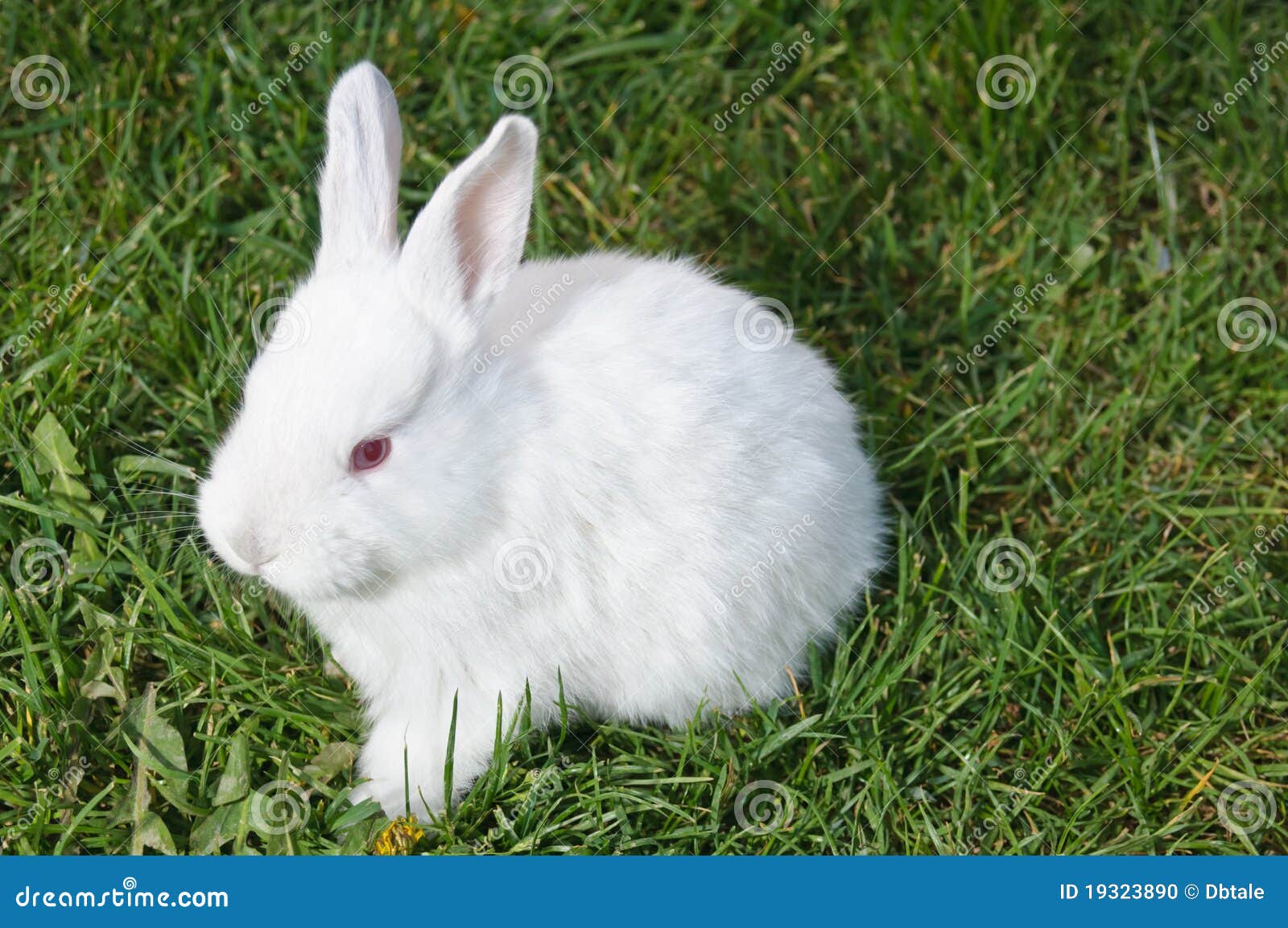 Frontal View of White Bunny Stock Photo - Image of farm, green: 19323890