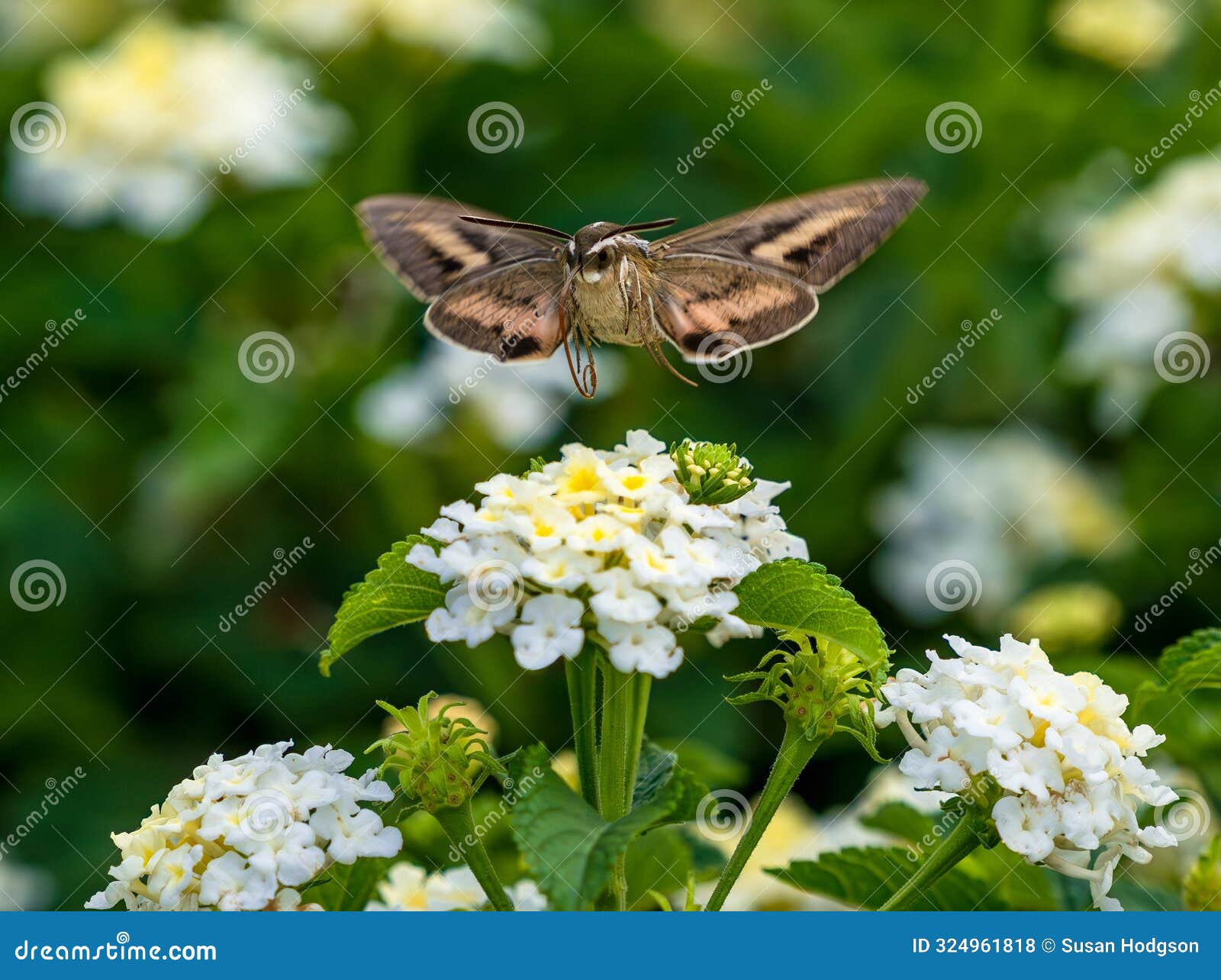 A Frontal View of a White-lined Sphinx Moth Hovering Directly Over a ...
