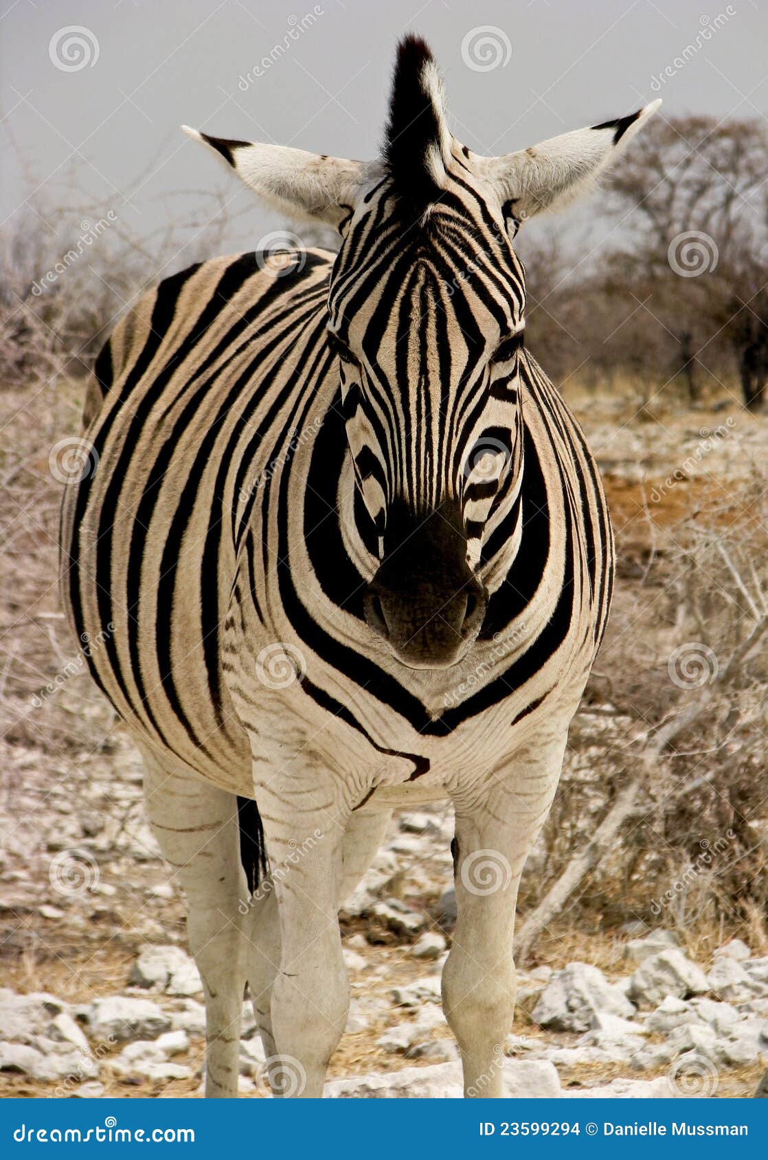 Frontal view of zebra stock photo. Image of wildlife - 23599294