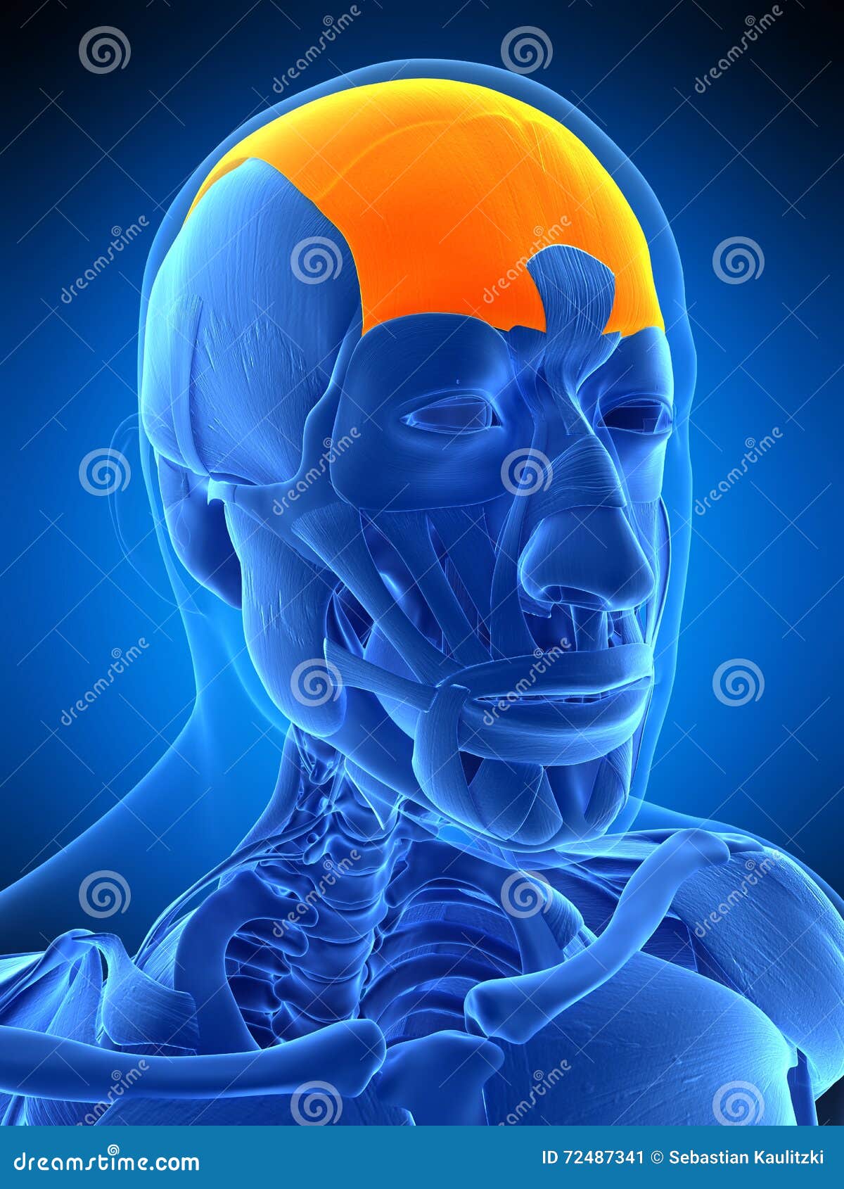 The frontalis stock illustration. Illustration of face - 72487341