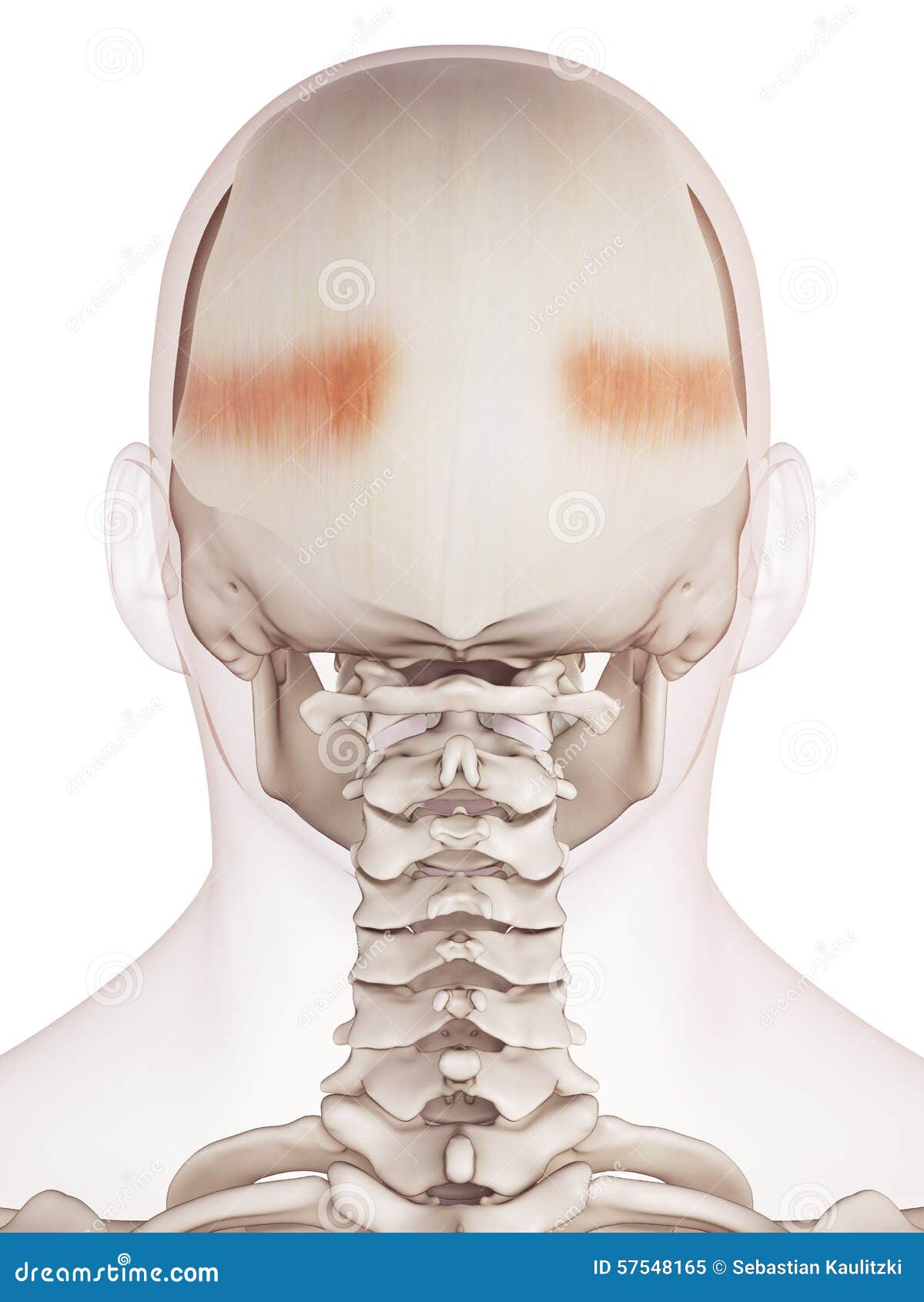 The frontalis stock illustration. Illustration of posterior - 57548165