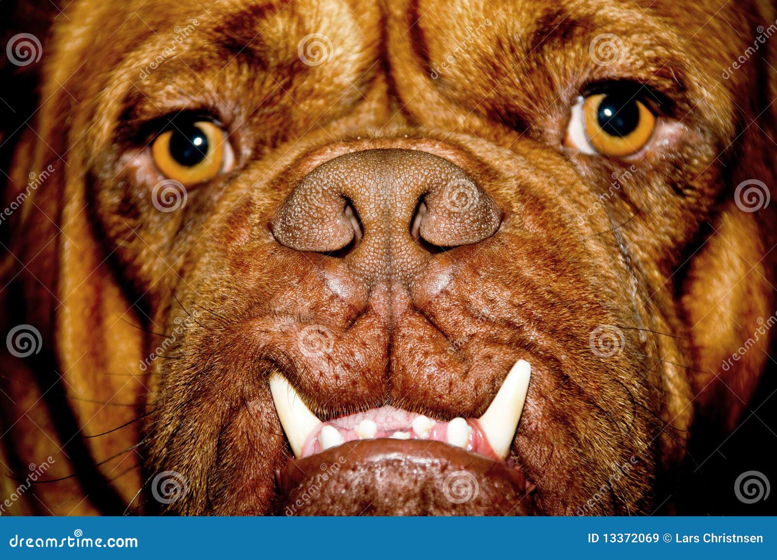 Fronte del cane immagine stock. Immagine di felice, leale - 13372069