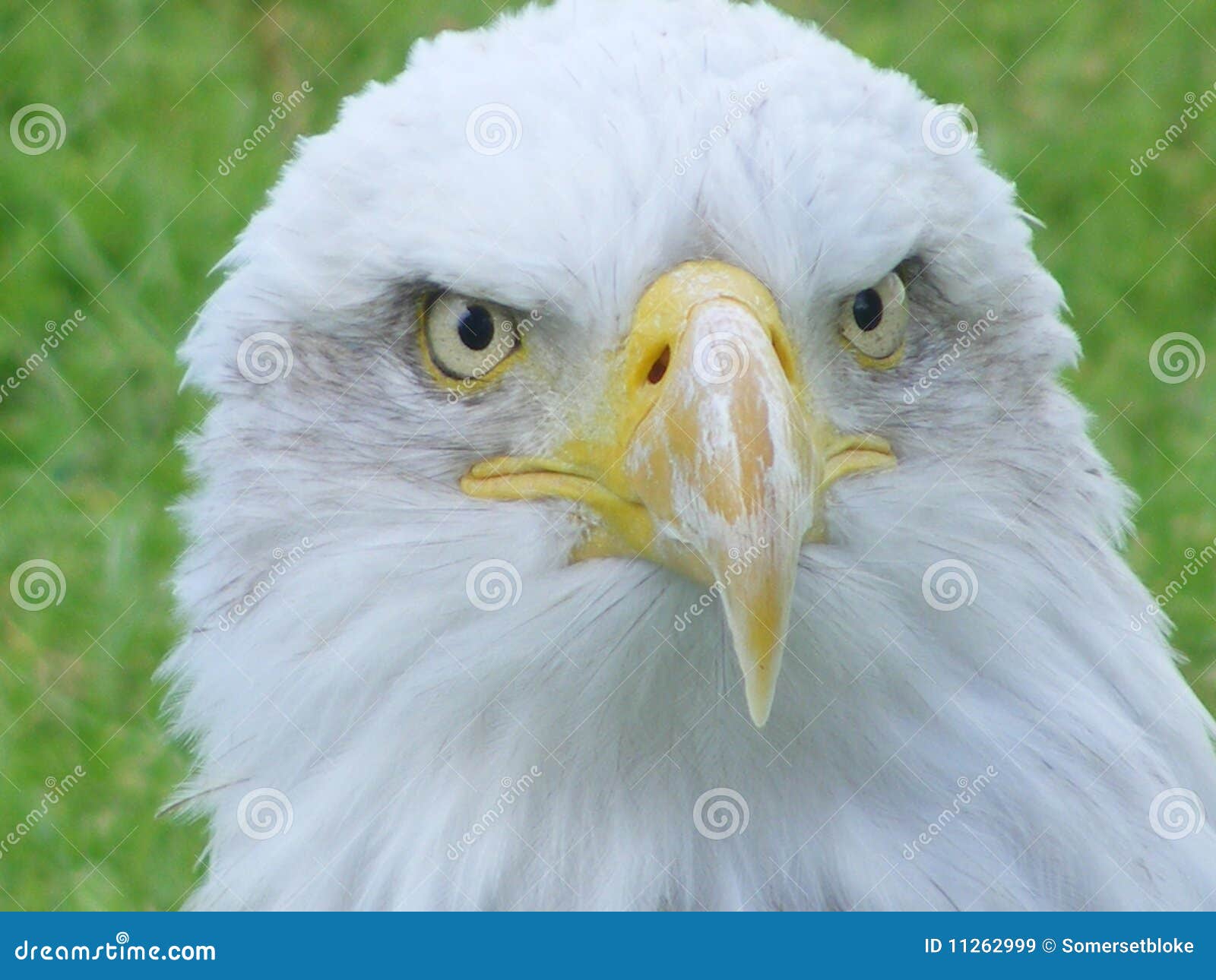 Fronte dell'aquila calva immagine stock. Immagine di bianco - 11262999