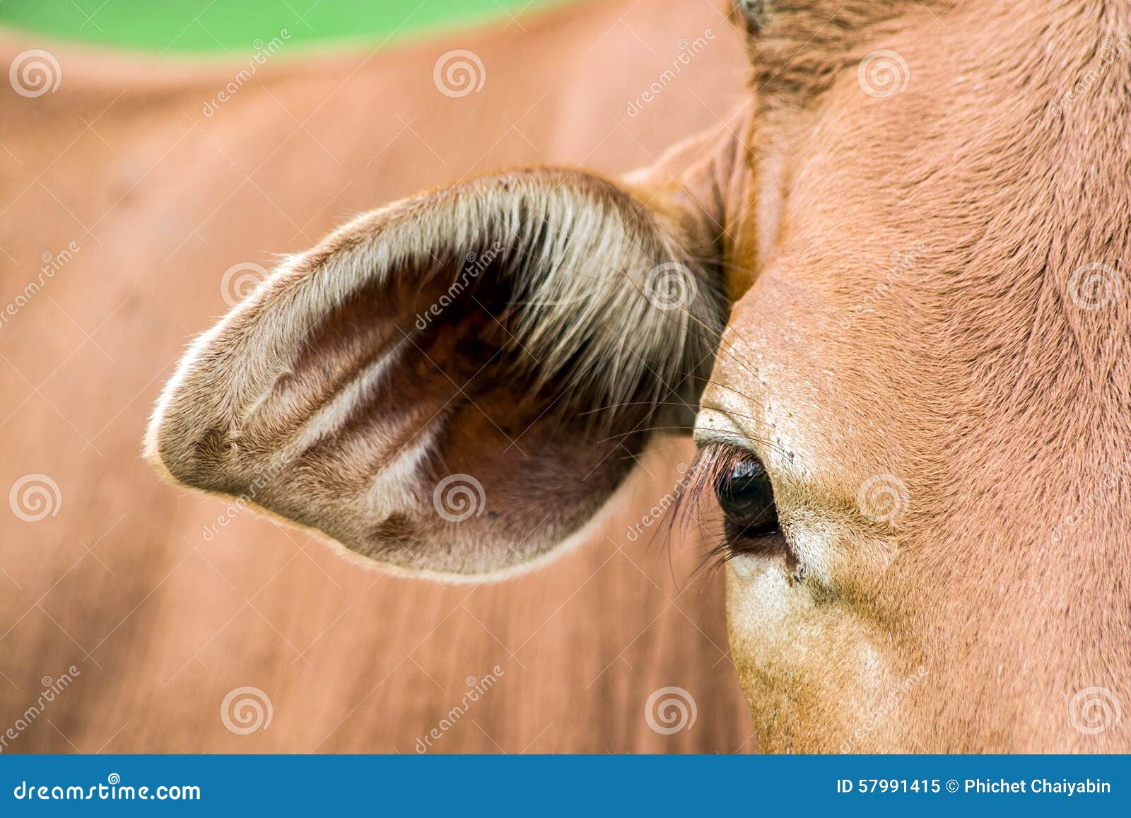 Fronte della mucca immagine stock. Immagine di erba, mucca - 57991415