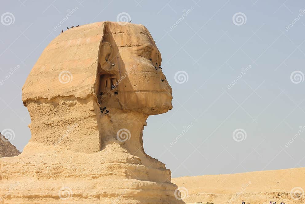 Fronte della sfinge immagine stock. Immagine di naso - 39034349
