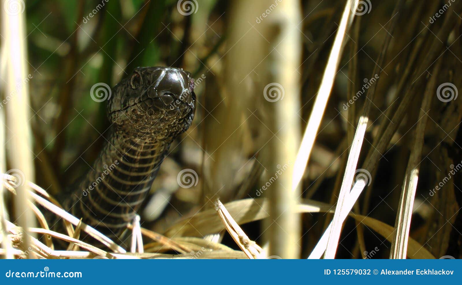 Fronte Della Testa Del Serpente Della Vipera Sull'erba Fotografia Stock ...