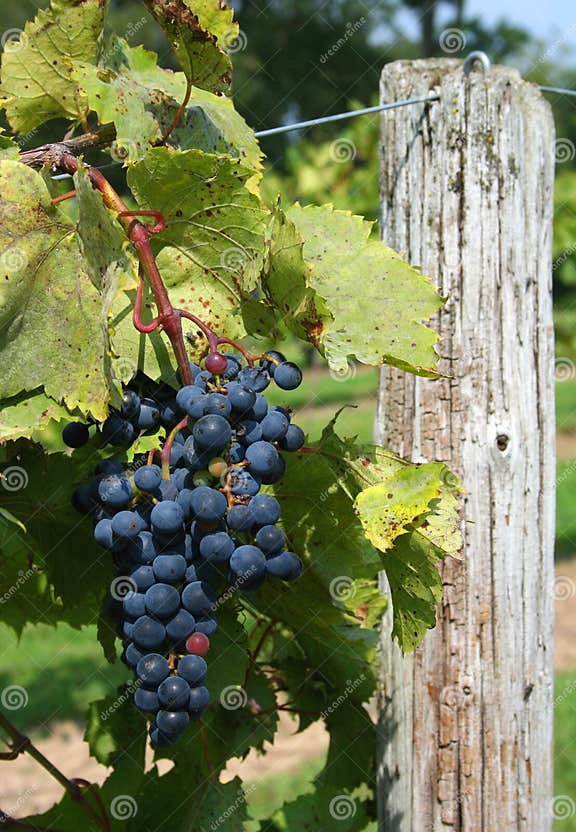 Frontenac Grapes on the Vine 3 Stock Image - Image of green, organic ...
