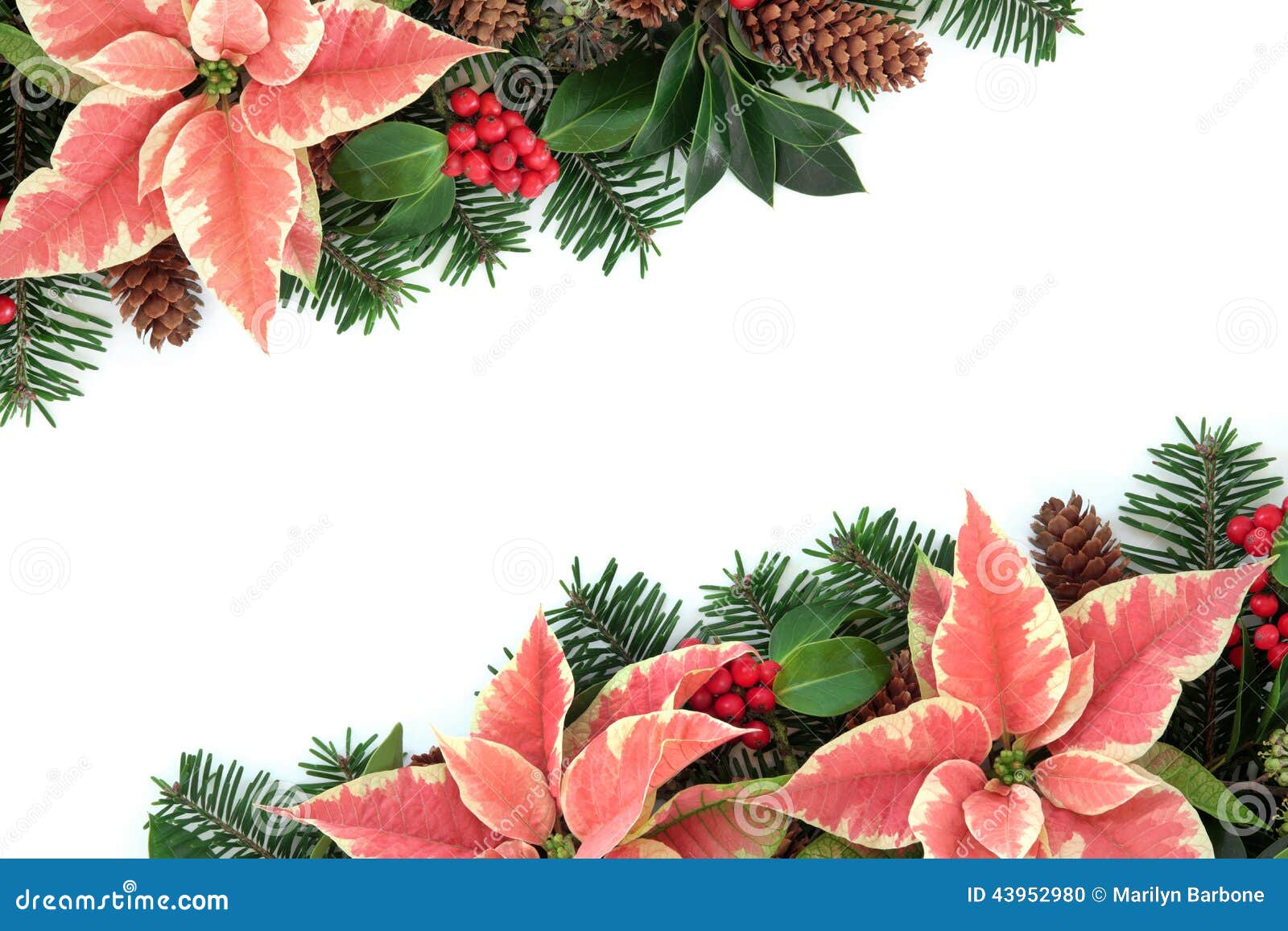 Frontera Rosada De La Flor De La Poinsetia Foto de archivo - Imagen de ...