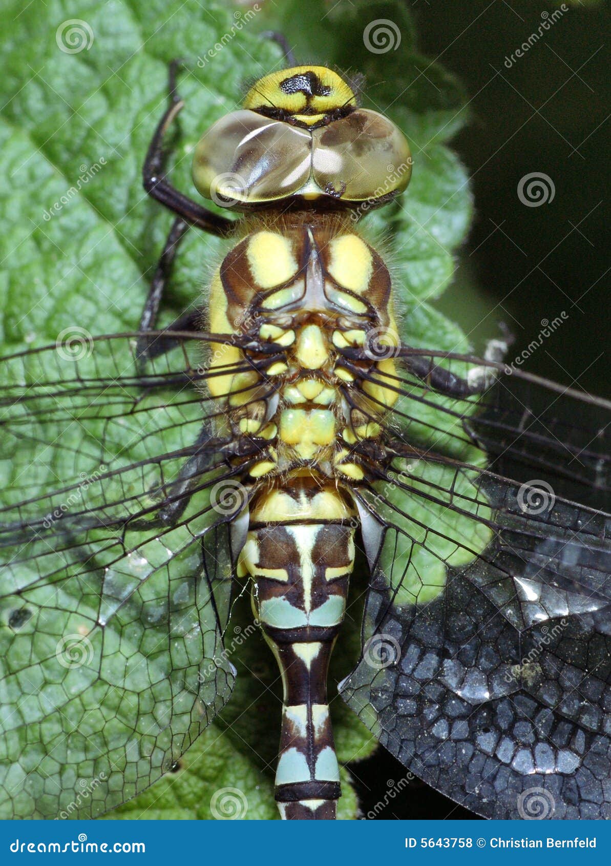 Fronti della libellula fotografia stock. Immagine di facce - 5643758