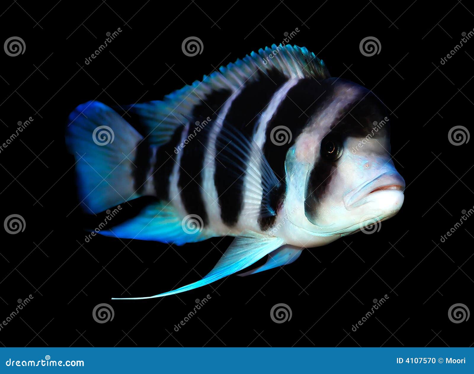 Frontosa stock photo. Image of decorative, amazonas, cichlid - 4107570