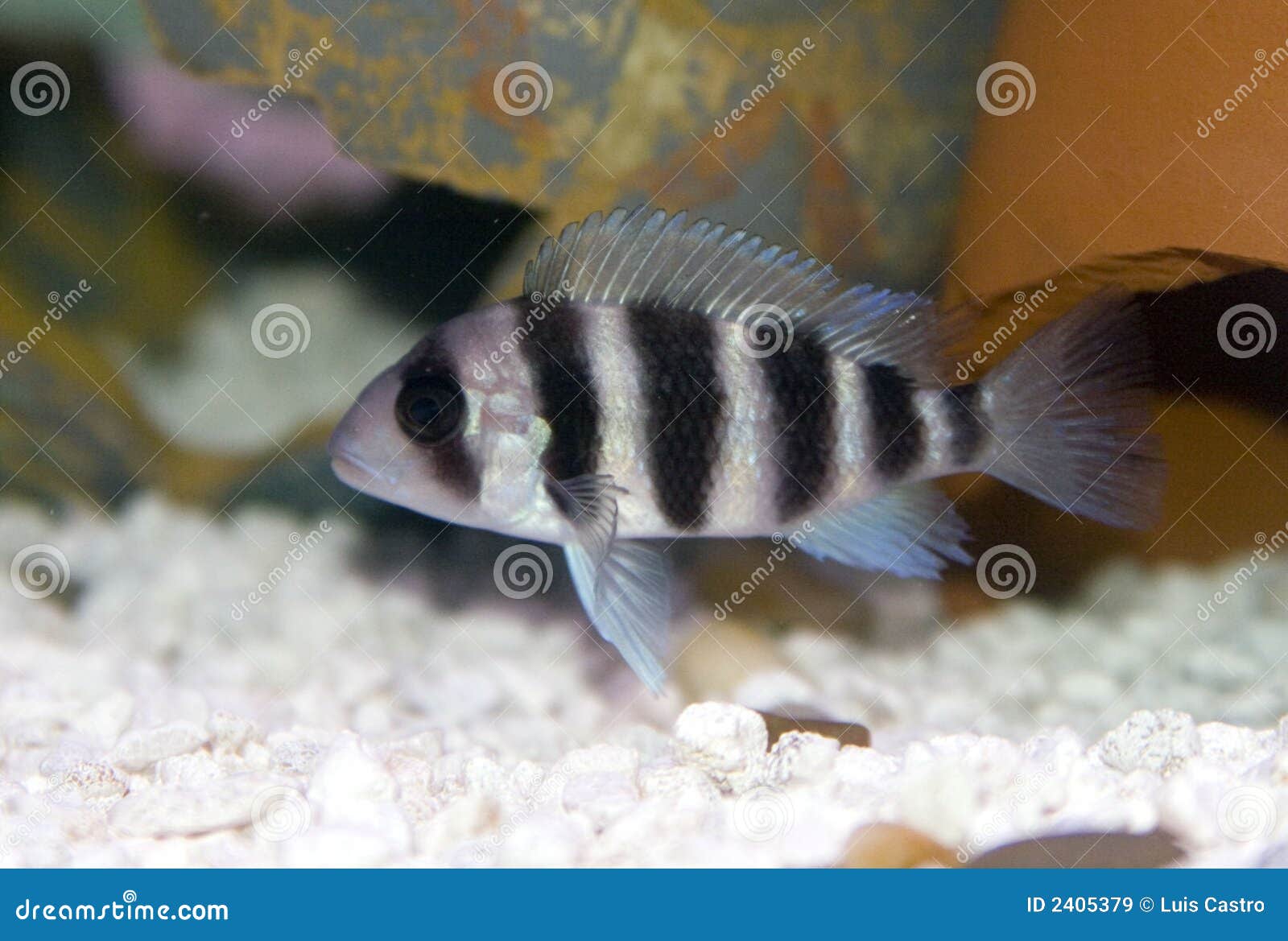 Frontosa Cichlid stock image. Image of fish, freshwater - 2405379
