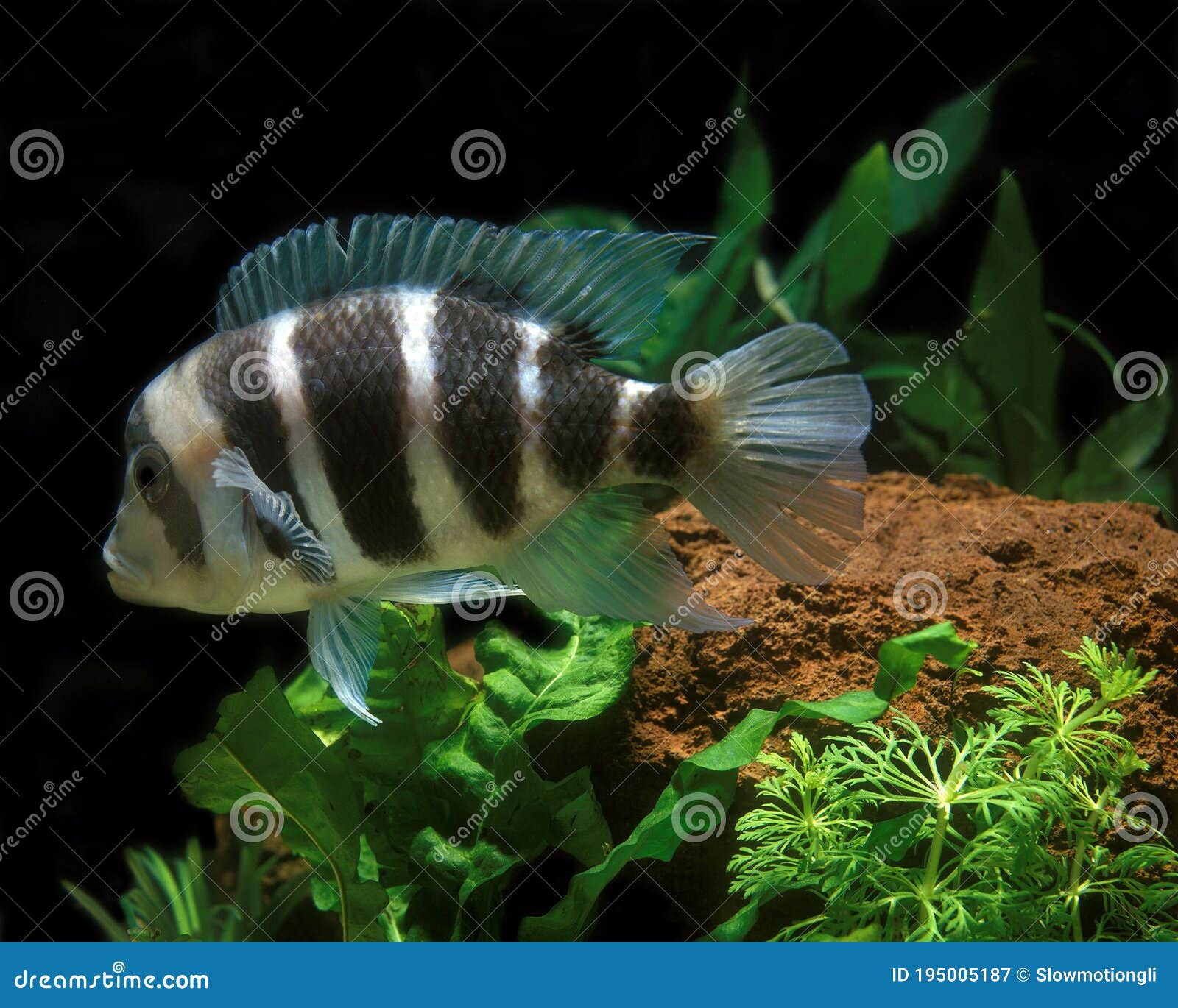 FRONTOSA CICHLID Cyphotilapia Frontosa Stock Image - Image of aquarium ...