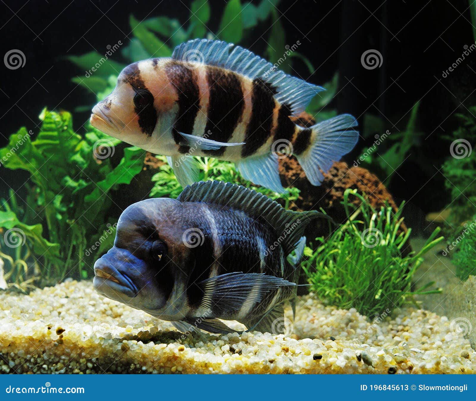 Frontosa Cichlid, Cyphotilapia Frontosa Stock Image - Image of fish ...