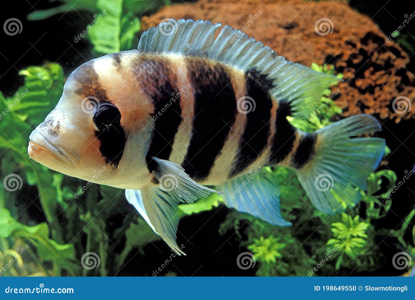 Frontosa Cyphotilapia Frontosa. Royalty-Free Stock Photography ...