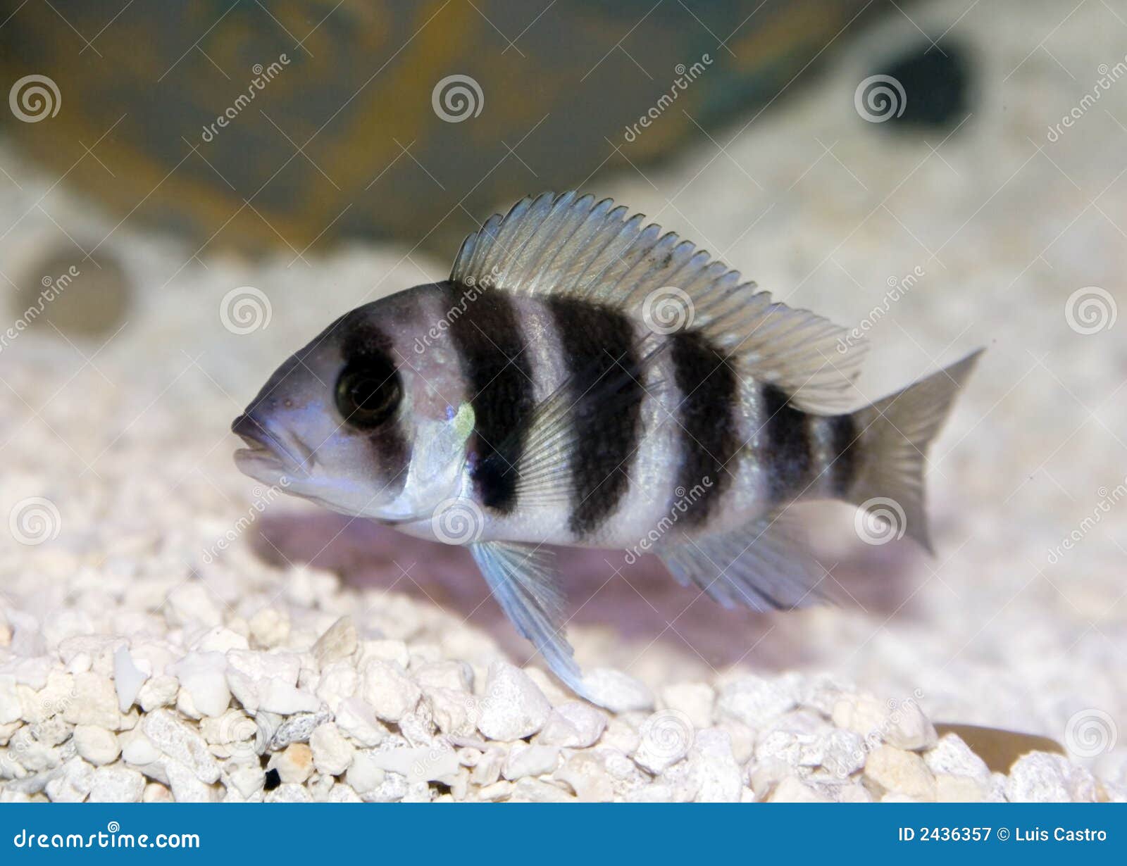 Frontosa Royalty-Free Stock Photography | CartoonDealer.com #13933331