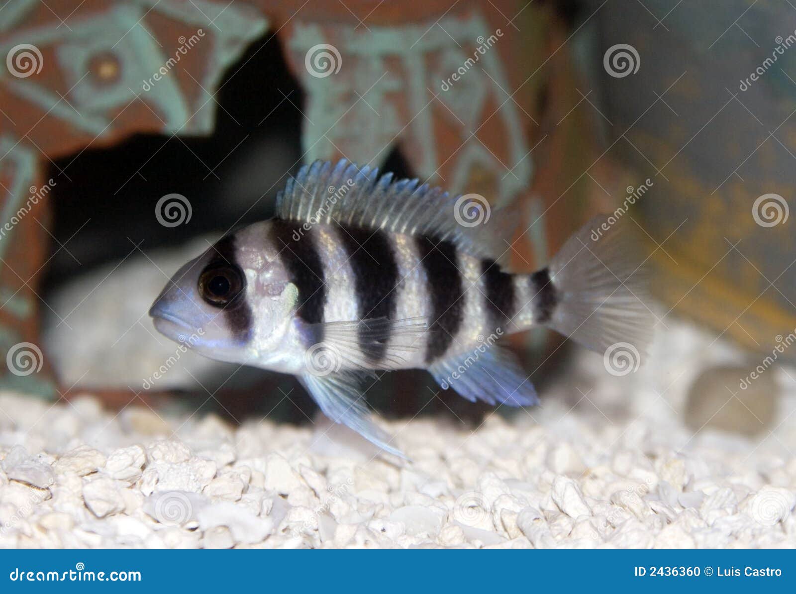 Frontosa Cichlid (Cyphotilapia Frontosa) Stock Photo - Image of aquatic ...