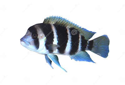 Frontosa fish isolated stock image. Image of gentle, creature - 2823891