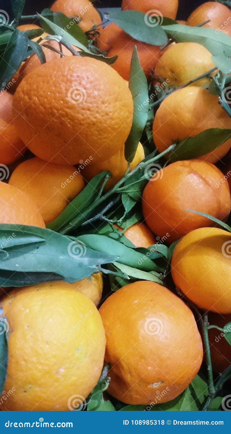 Froot stock foto. Image of sinaasappel, leven - 108985318