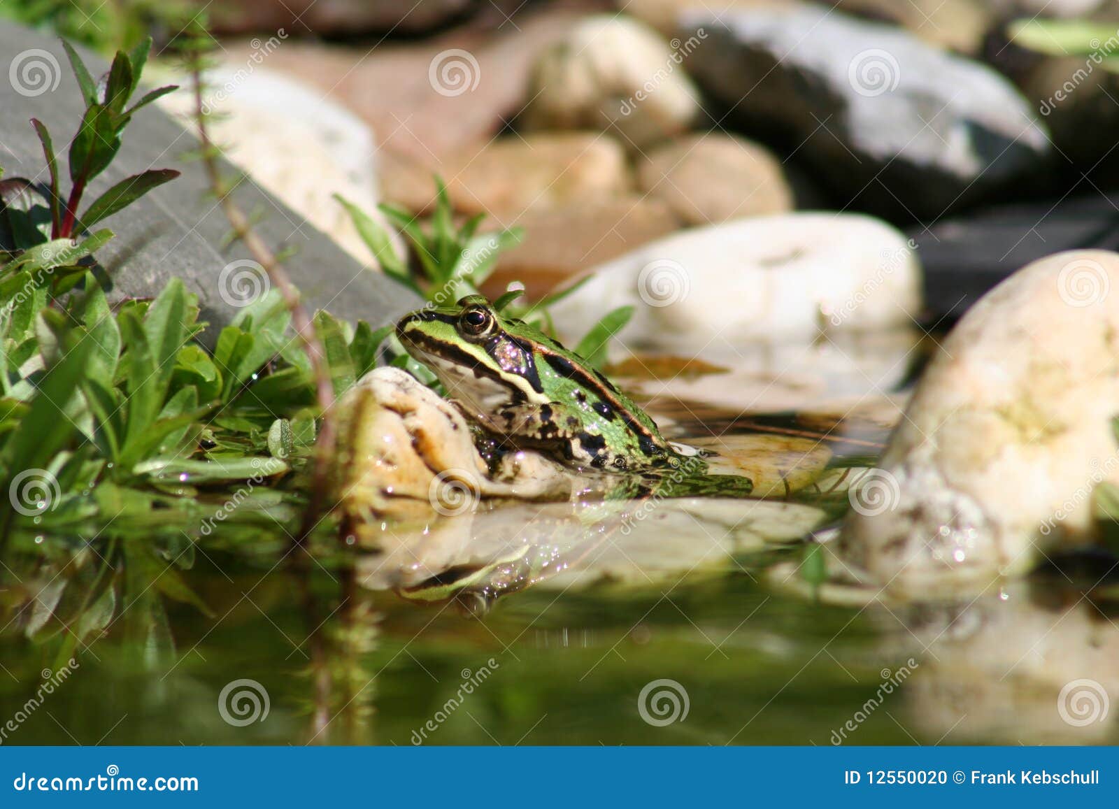 Frosch - stock photo. Image of nature, swimming, amphibian - 12550020