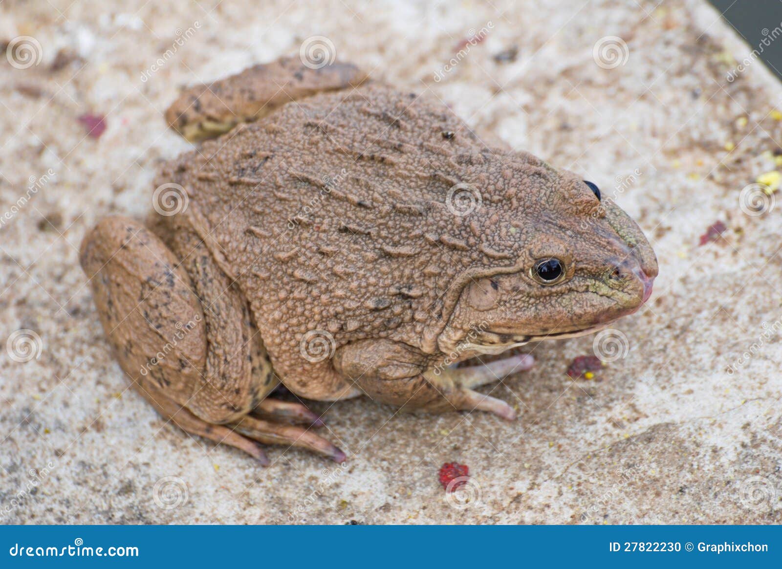 Frosch stockfoto. Bild von fett, essen, nahrung, frosch - 27822230