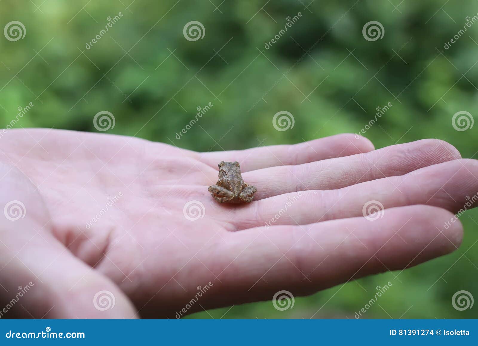 Frosch auf der Hand stockfoto. Bild von grün, kind, frösche - 81391274