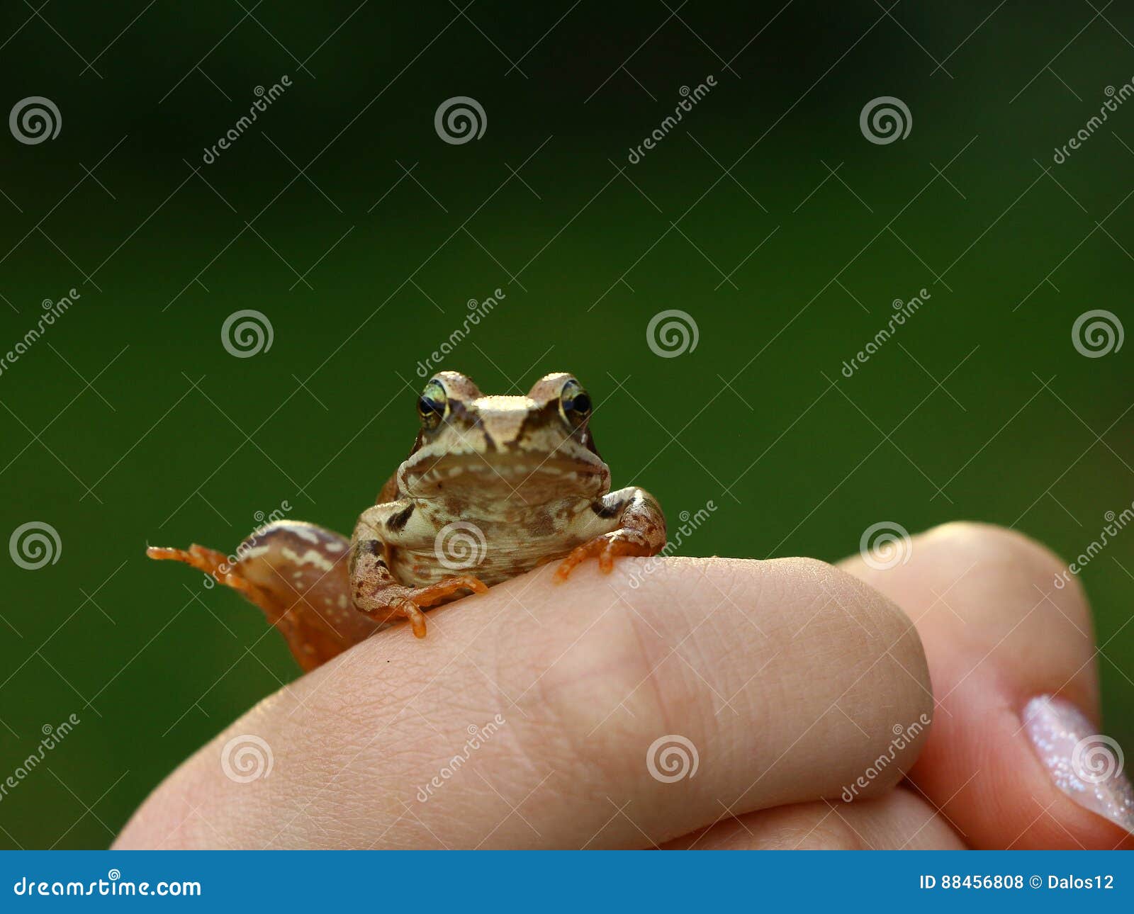 Frosch auf der Hand stockfoto. Bild von tier, nave, braun - 88456808