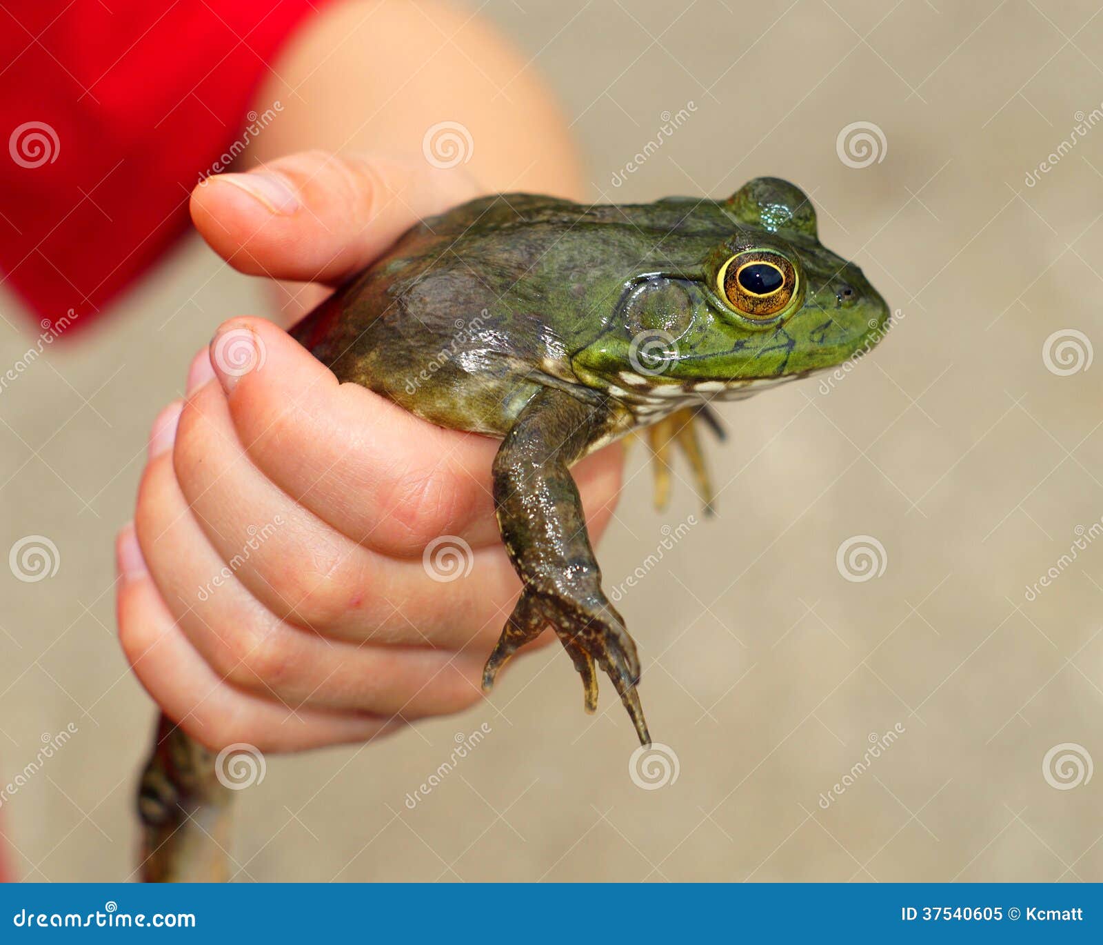 Frosch in der Hand stockbild. Bild von fische, tier, amphibie - 37540605