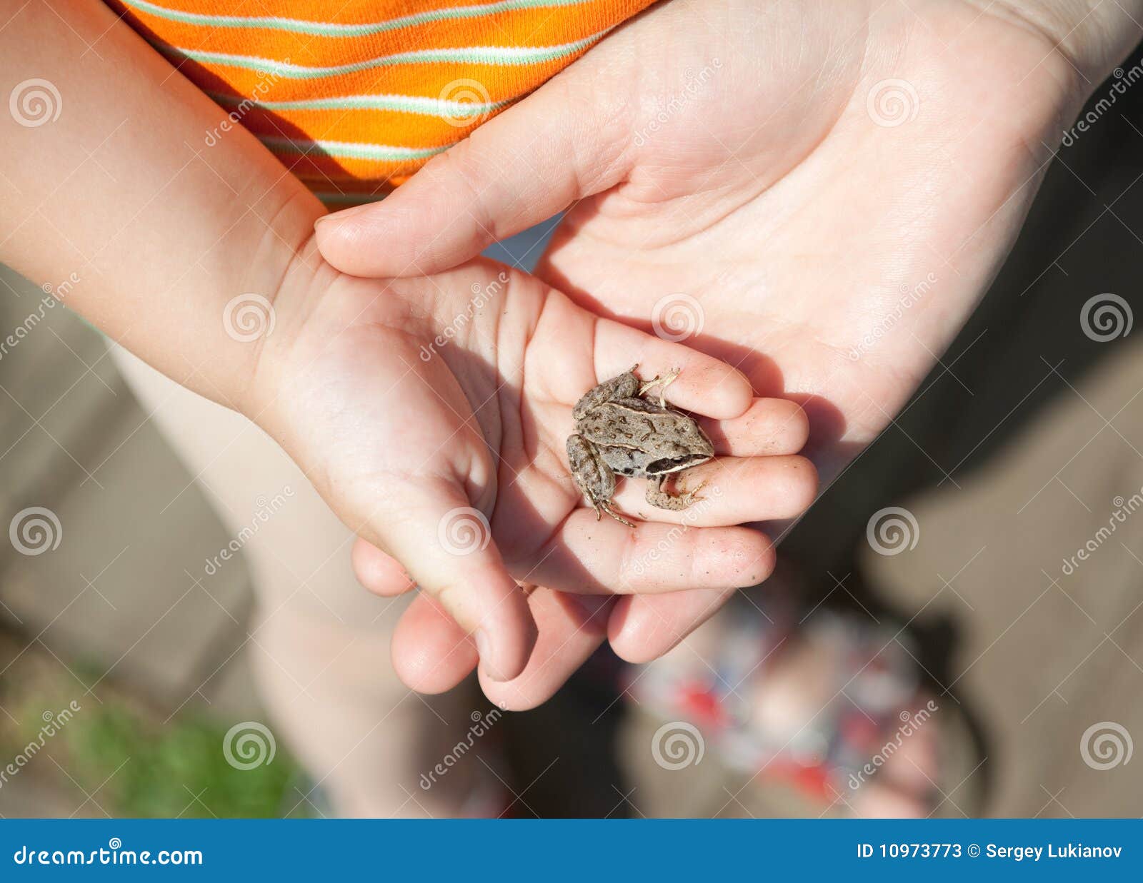 Frosch in der Kindhand stockbild. Bild von schmutz, tragen - 10973773