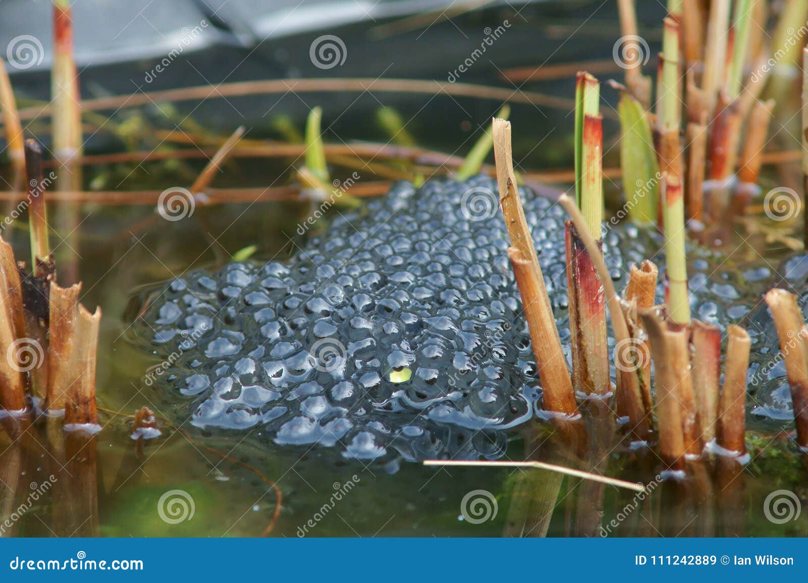 Frosch-Fischeier stockbild. Bild von lage, garten, züchten - 111242889