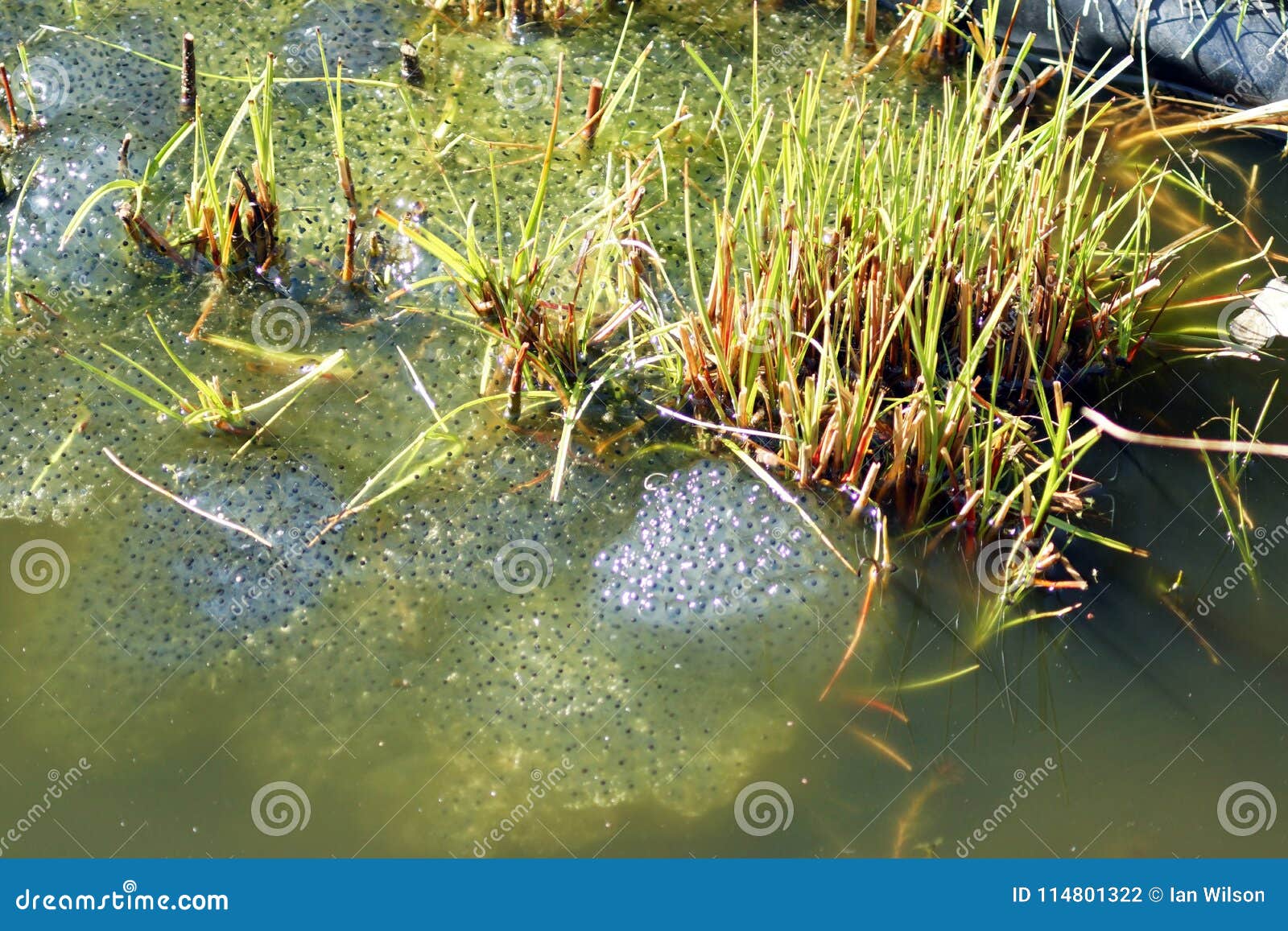 Frosch-Fischeier stockfoto. Bild von gelegen, lage, jung - 114801322
