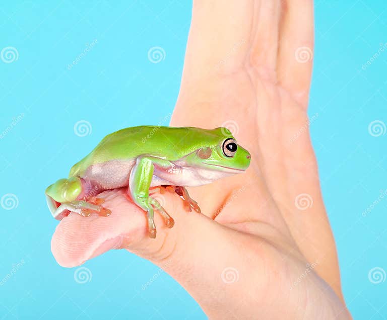 Frosch an Hand stockbild. Bild von nahaufnahme, hände - 15461059