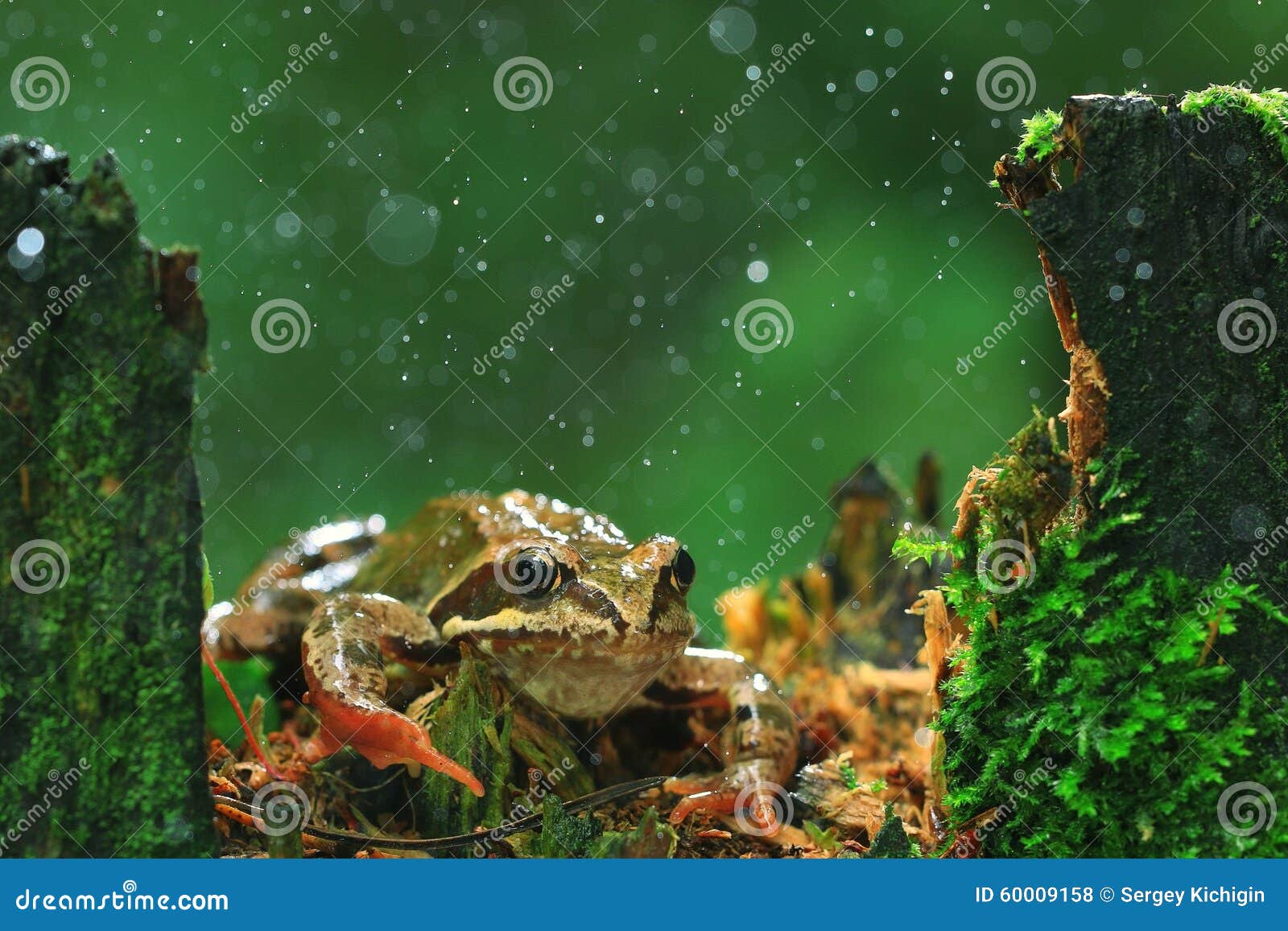 Frosch Im Regen Stockfotos und Bilder - Laden Sie 1,229 lizenzfreie ...