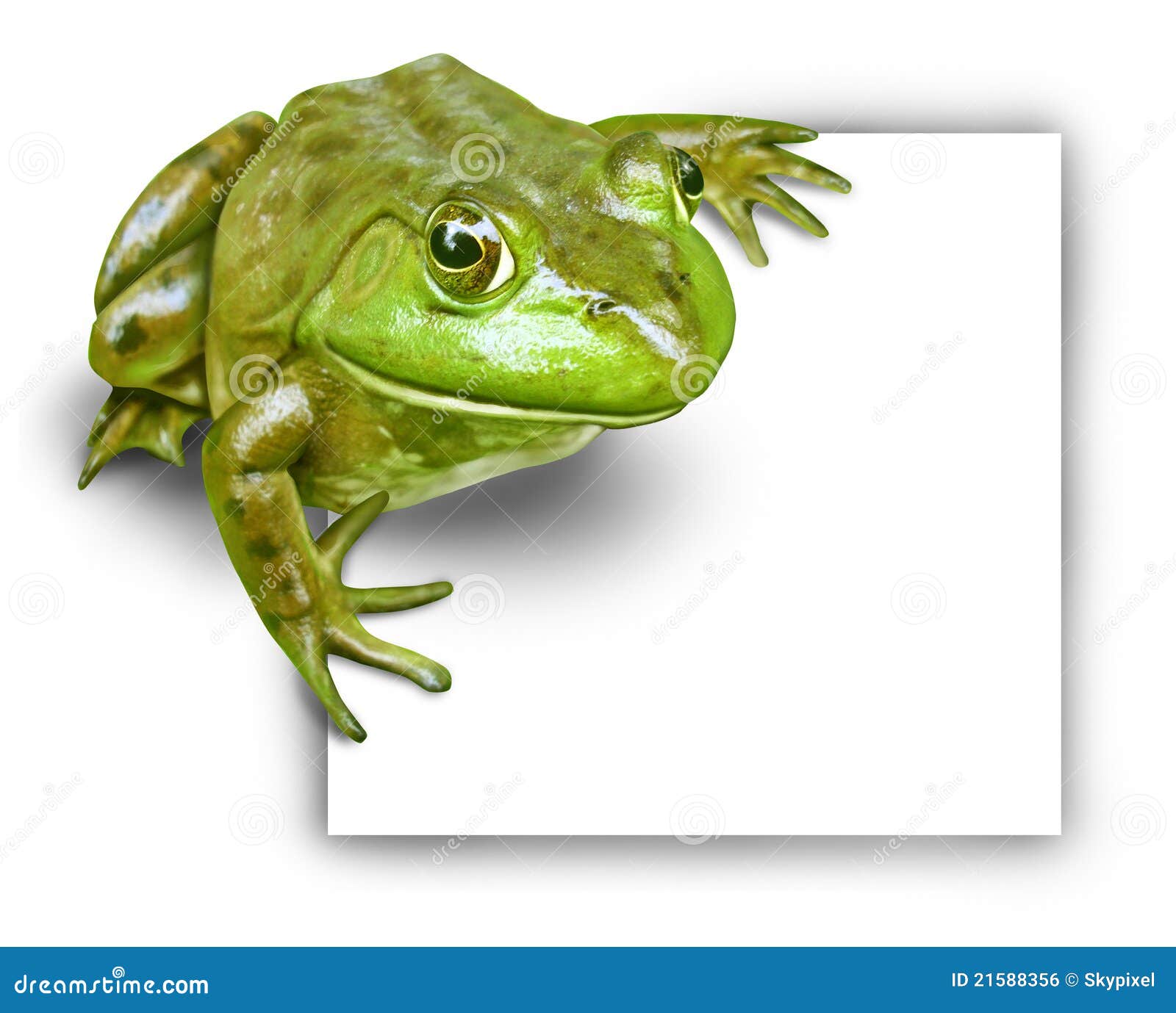 Frosch Mit Unbelegtem Zeichen Stock Abbildung - Illustration von grün ...