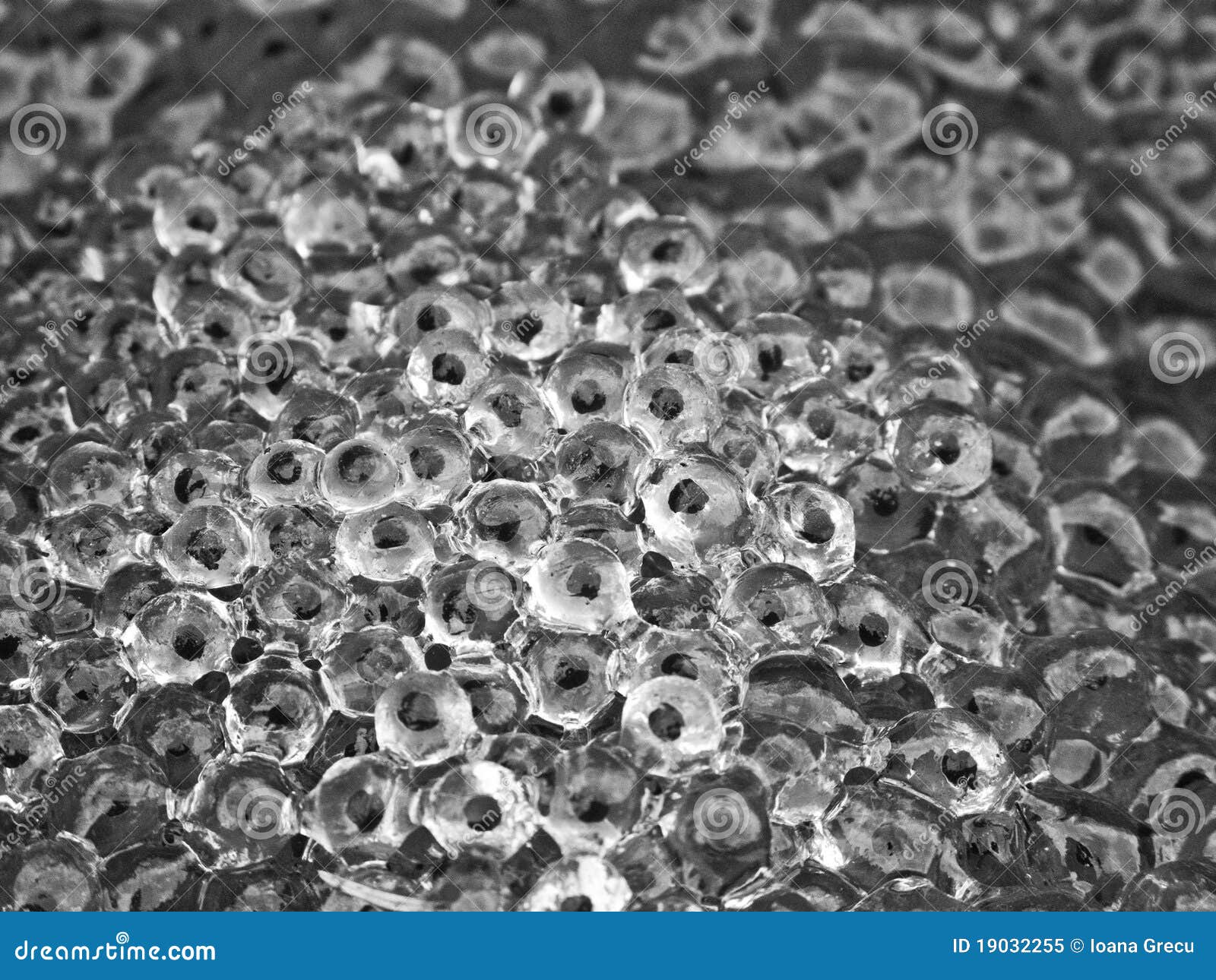 Froscheier stockbild. Bild von embryo, sekundärteilchen - 19032255