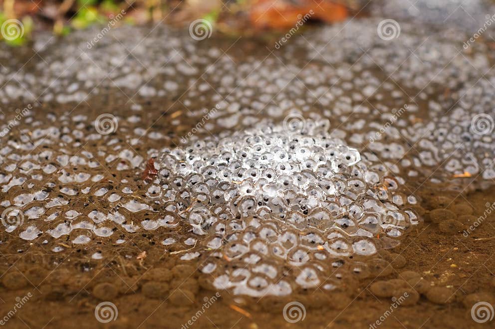 Froscheier stockbild. Bild von eier, amphibie, jung, tier - 19068627