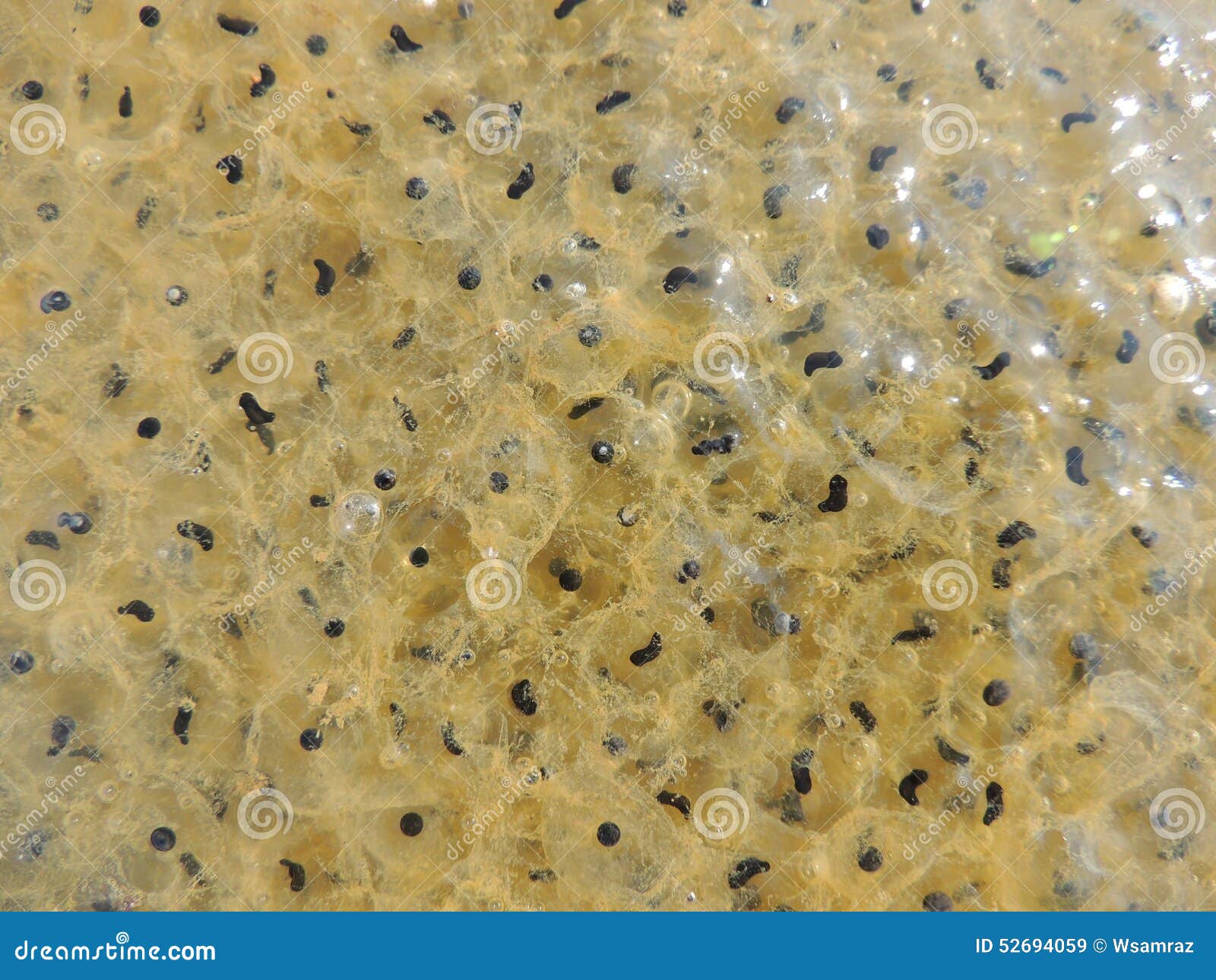 Froscheier stockbild. Bild von nave, kern, teich, gelee - 52694059