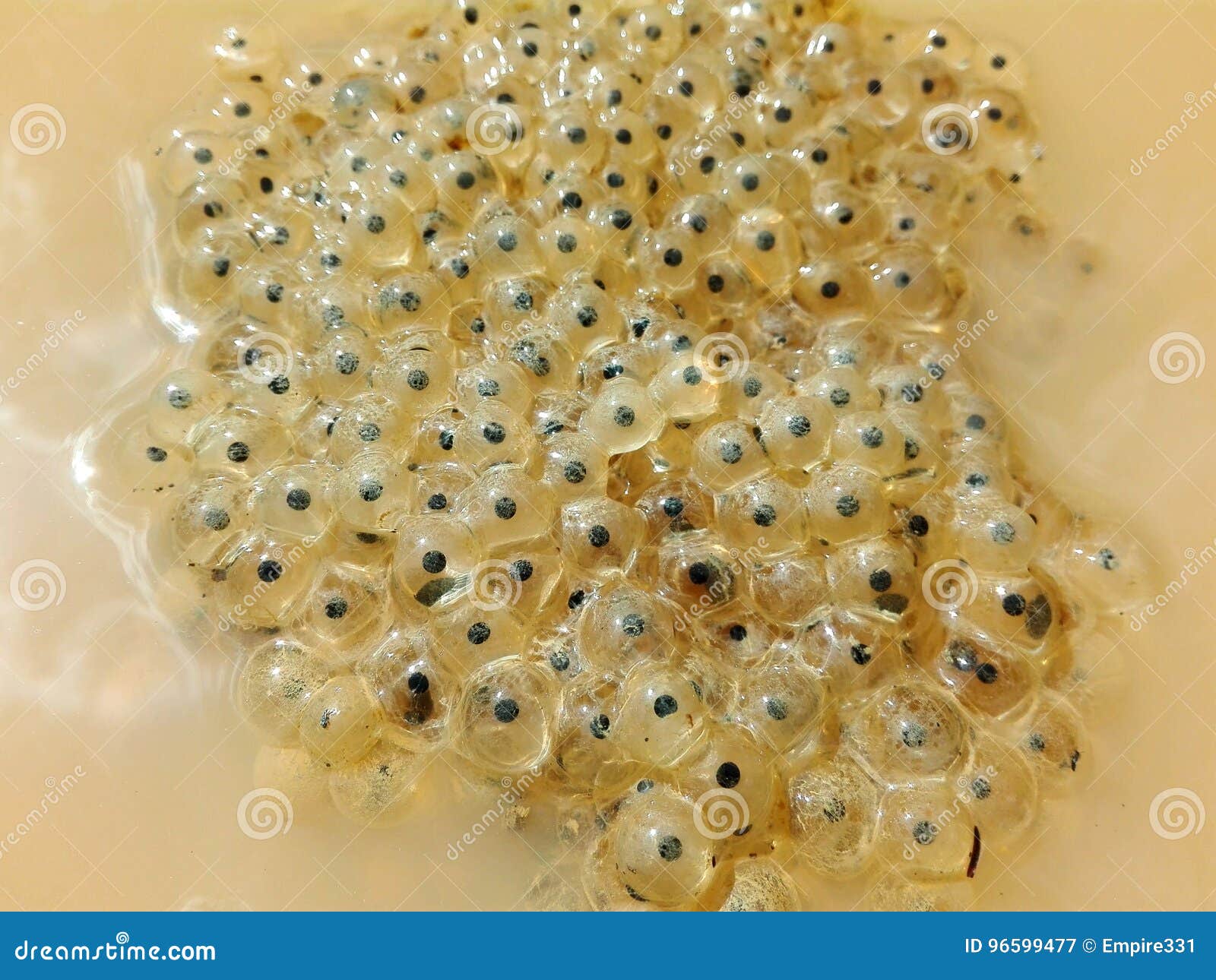 Froscheier stockbild. Bild von embryo, tier, kaulquappen - 96599477