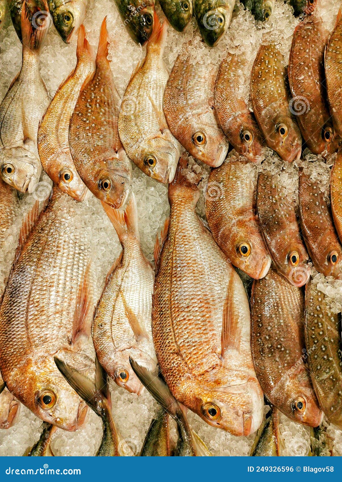 Frosen Snapper Fish on a Market Stock Photo - Image of invertebrate ...